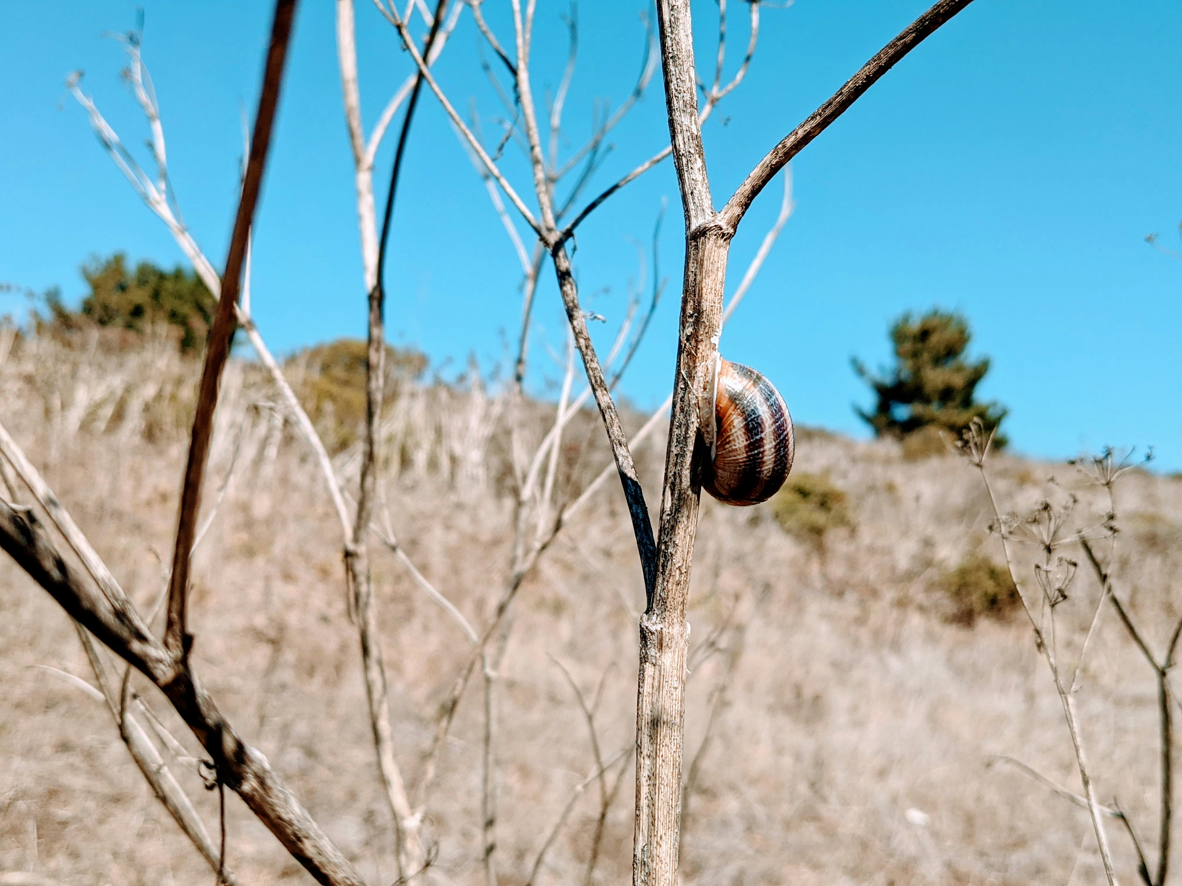 Nature's Slow Climber: The Snail's Journey