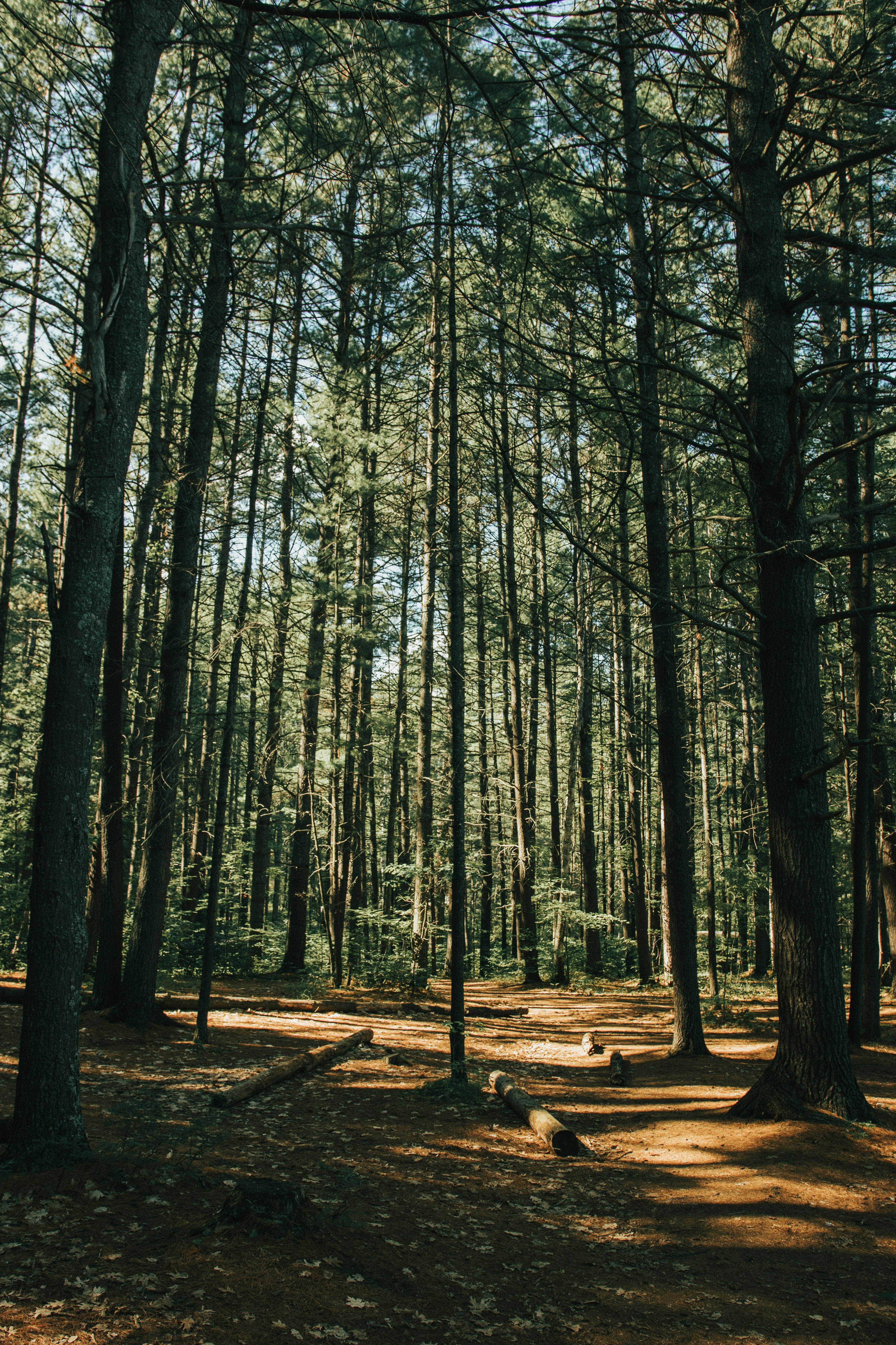 Brown trees on brown field during daytime photo – Free On Image on Unsplash