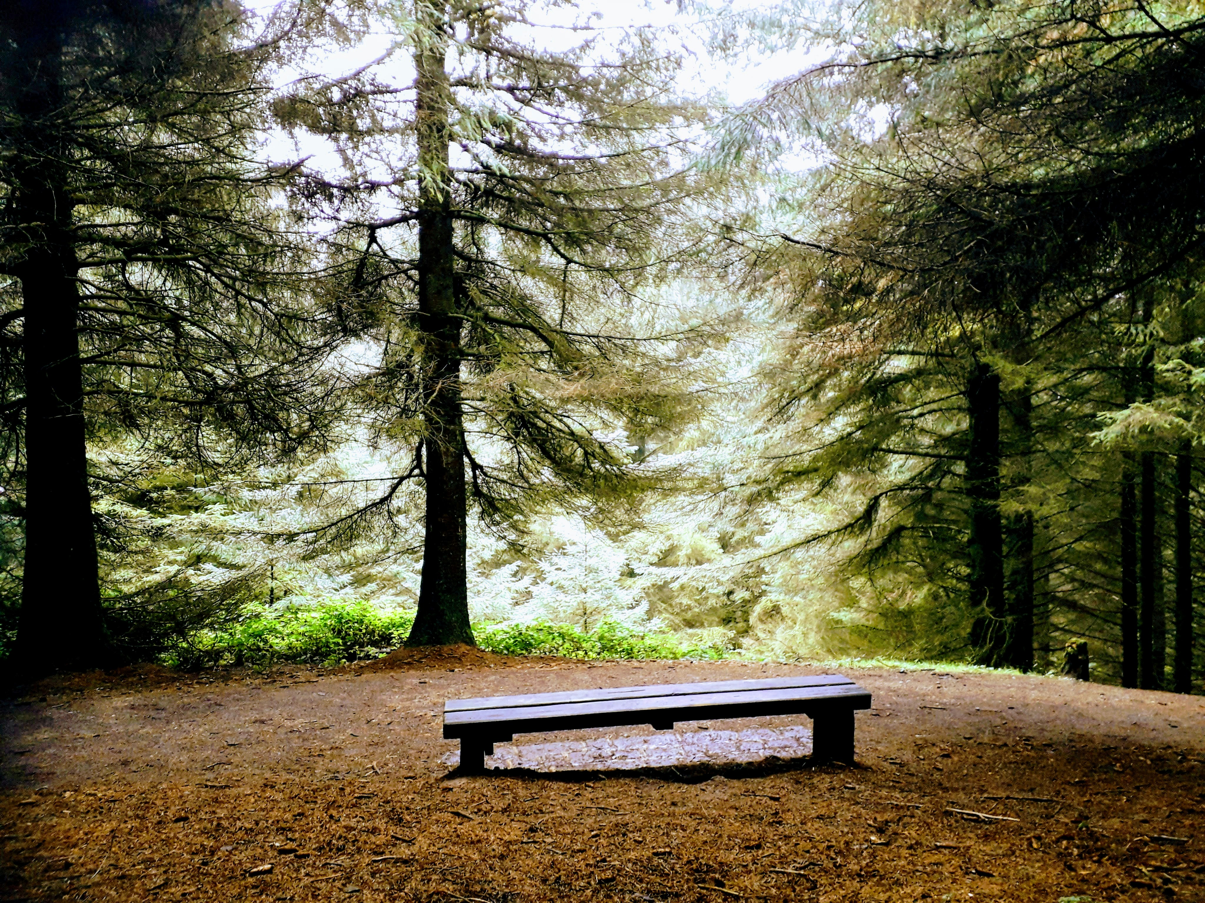 A wooden bench nestled in a serene forest clearing, surrounded by towering trees and soft foliage. Perfect for reflection and tranquility.