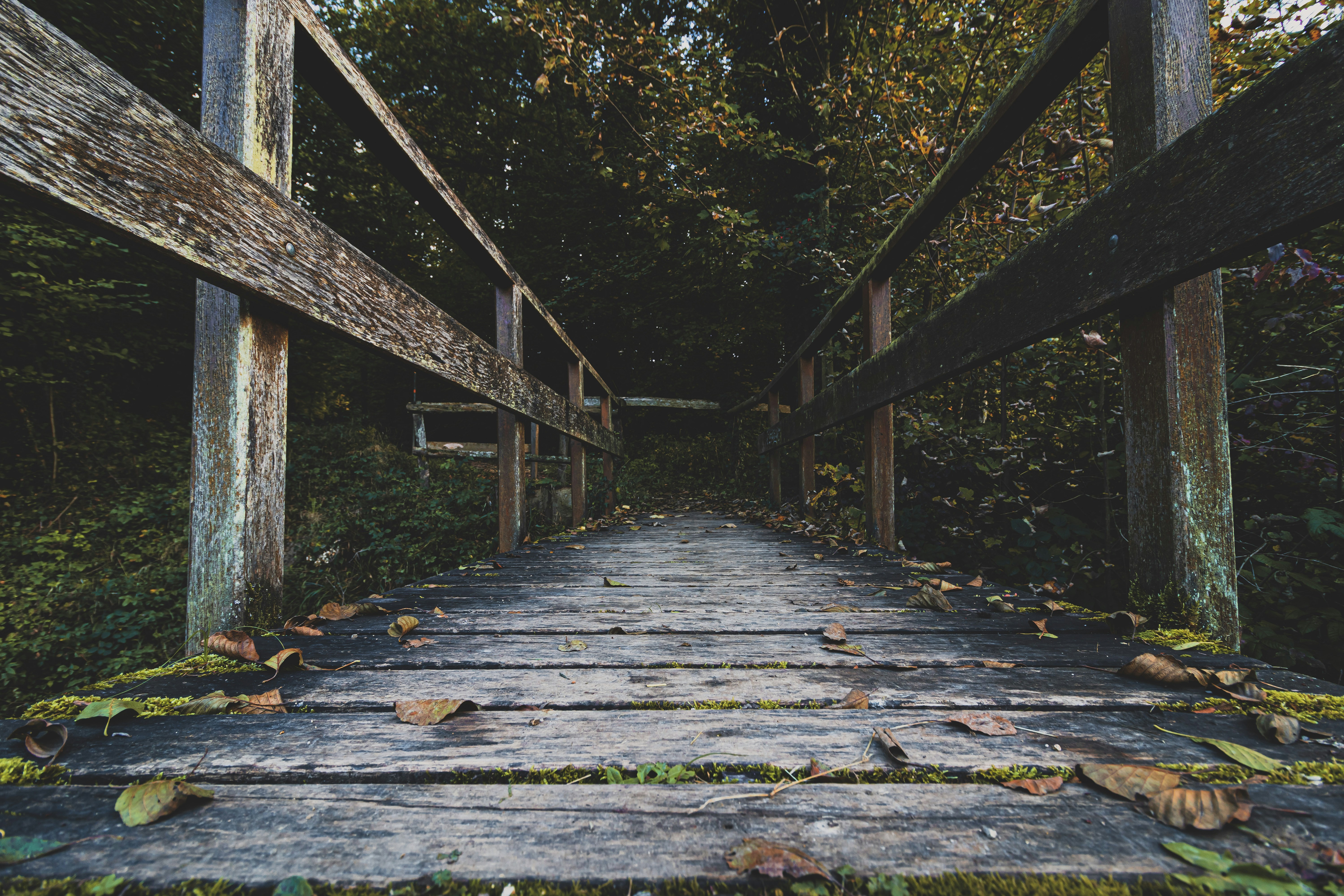Weathered wooden bridge strewn with autumn leaves, leading into a dense forest.