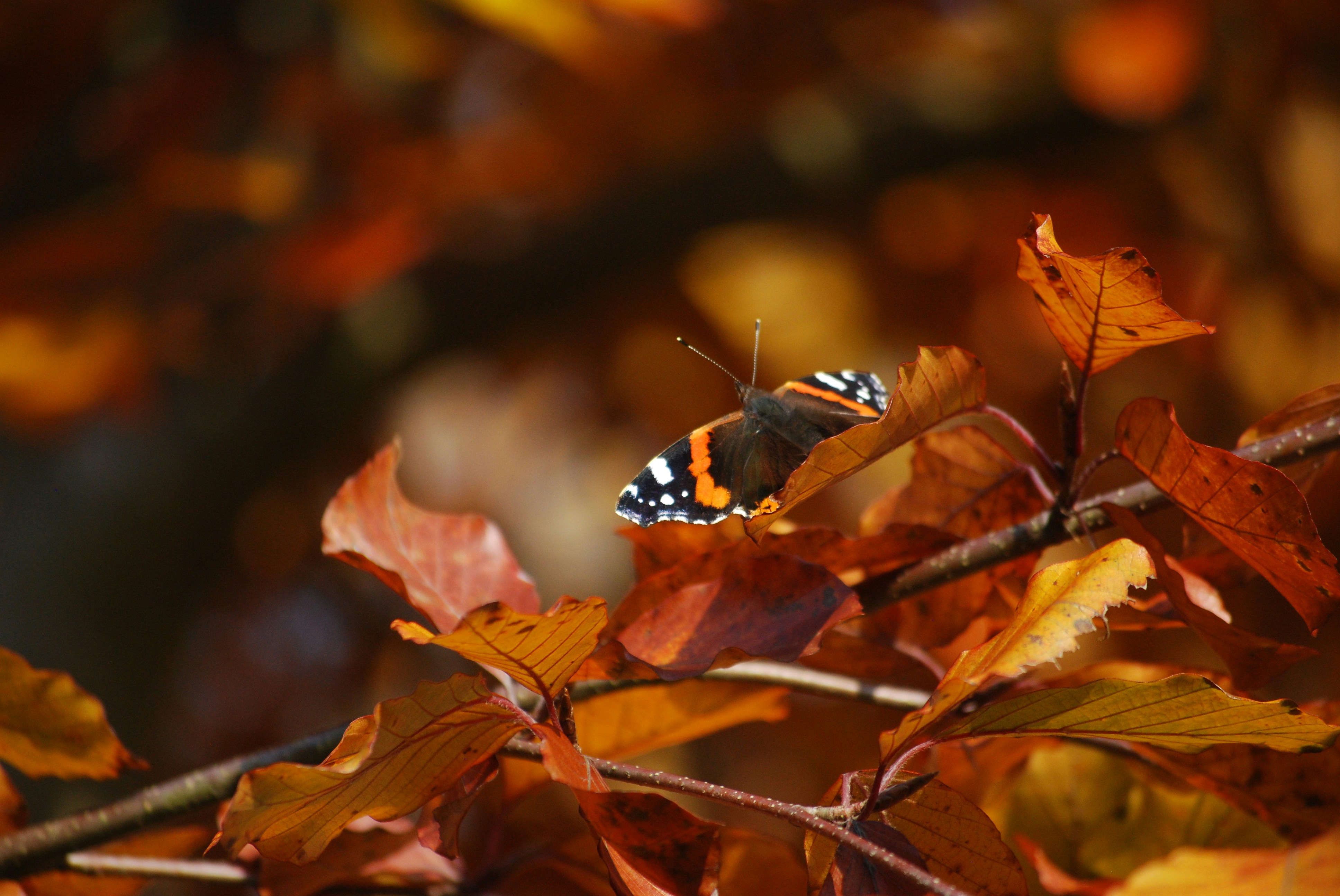 A butterfly gracefully perched among vibrant autumn leaves, showcasing a striking contrast of colors.