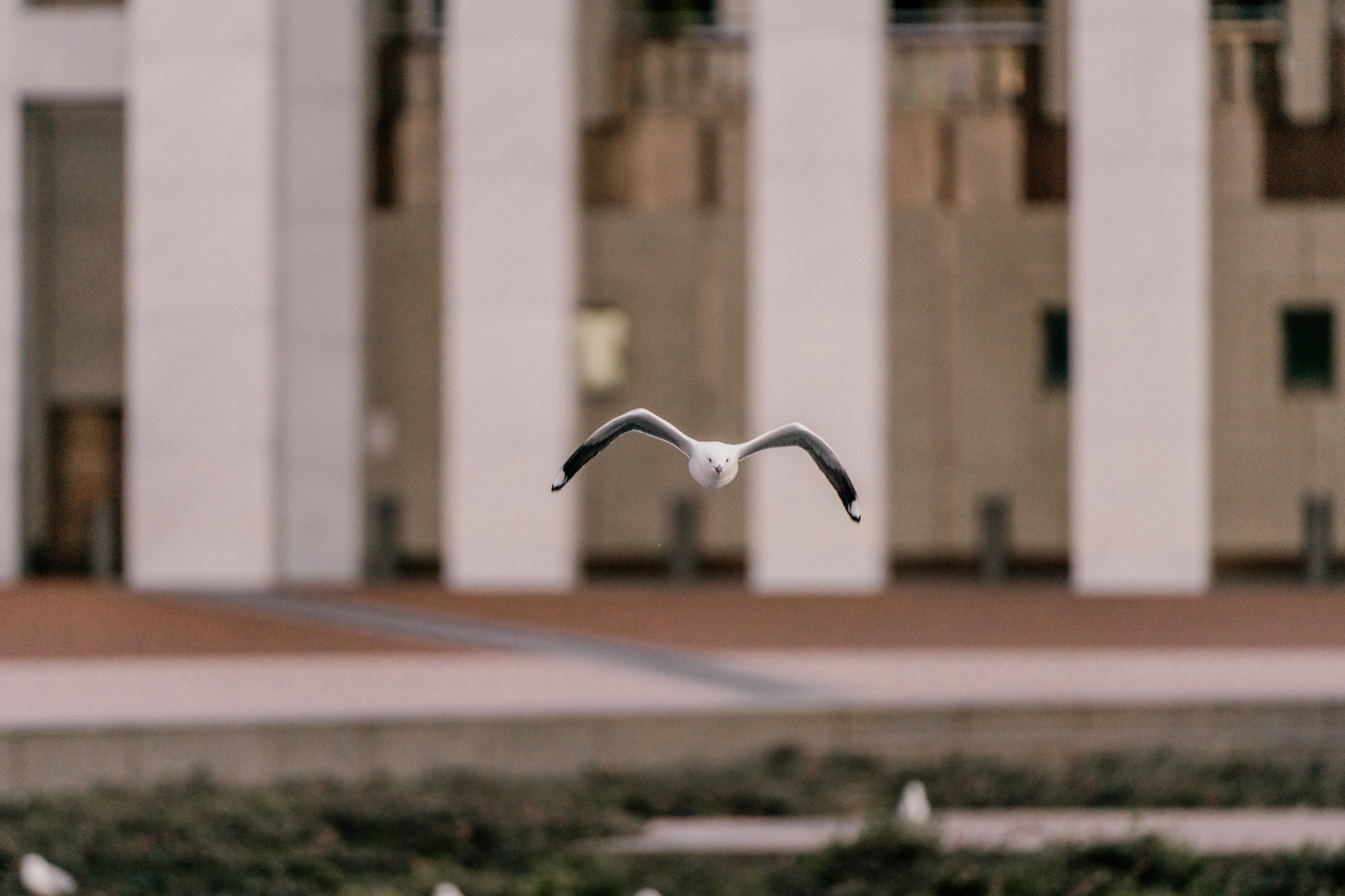 Wingbeat over the Colonnade: Seagull in Flight