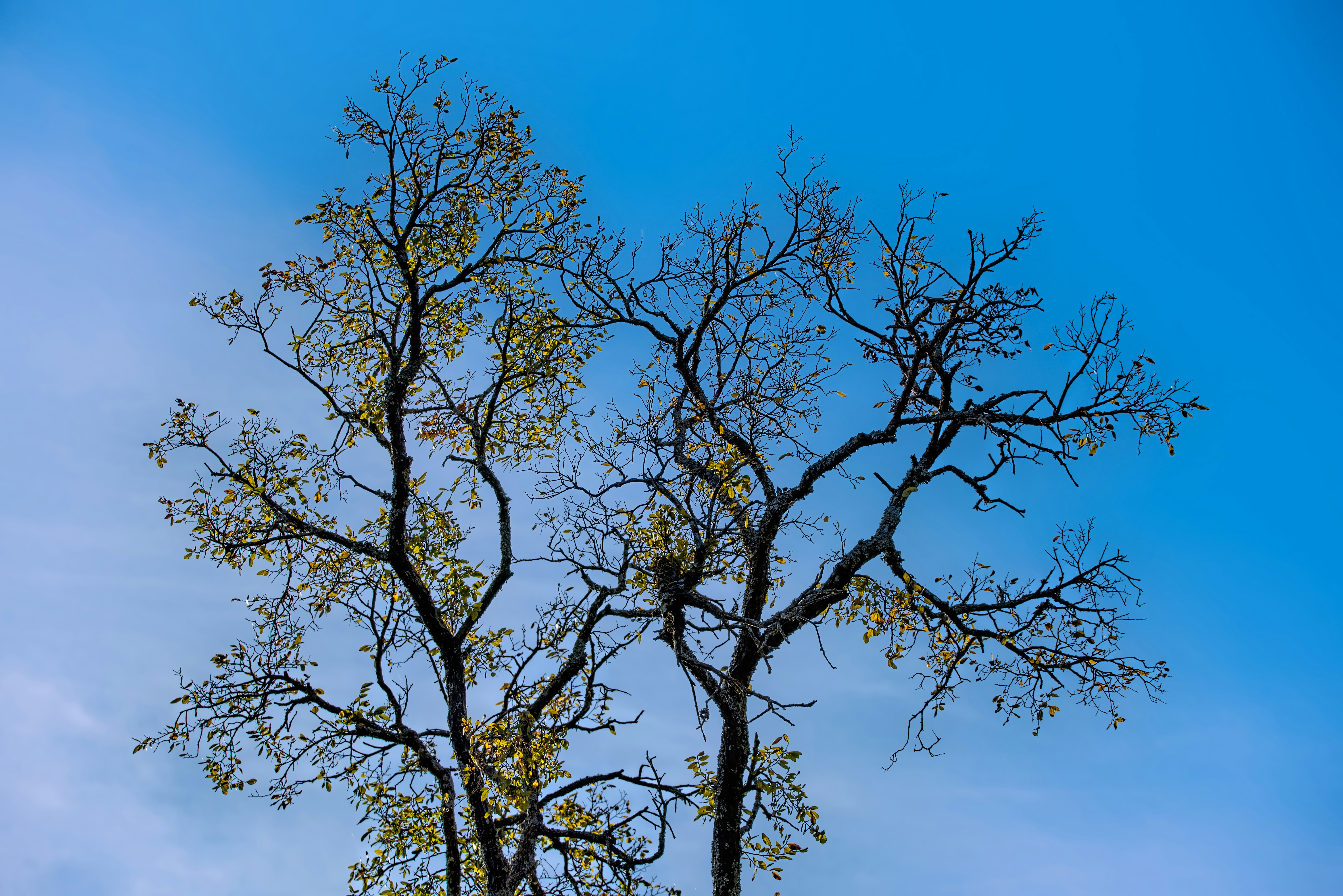 Tree Branch Pictures | Download Free Images on Unsplash