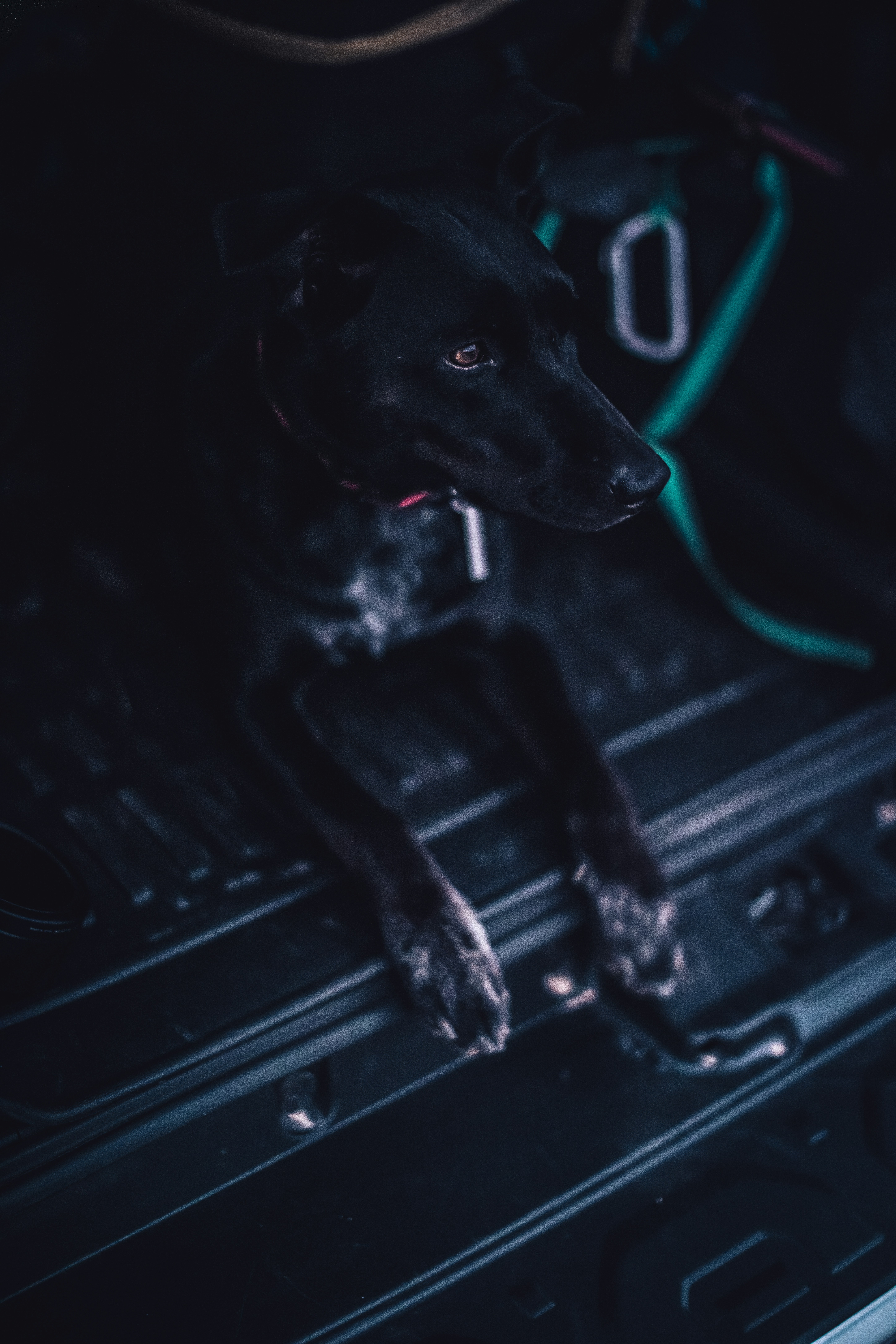 Midnight Gaze by the Car Door