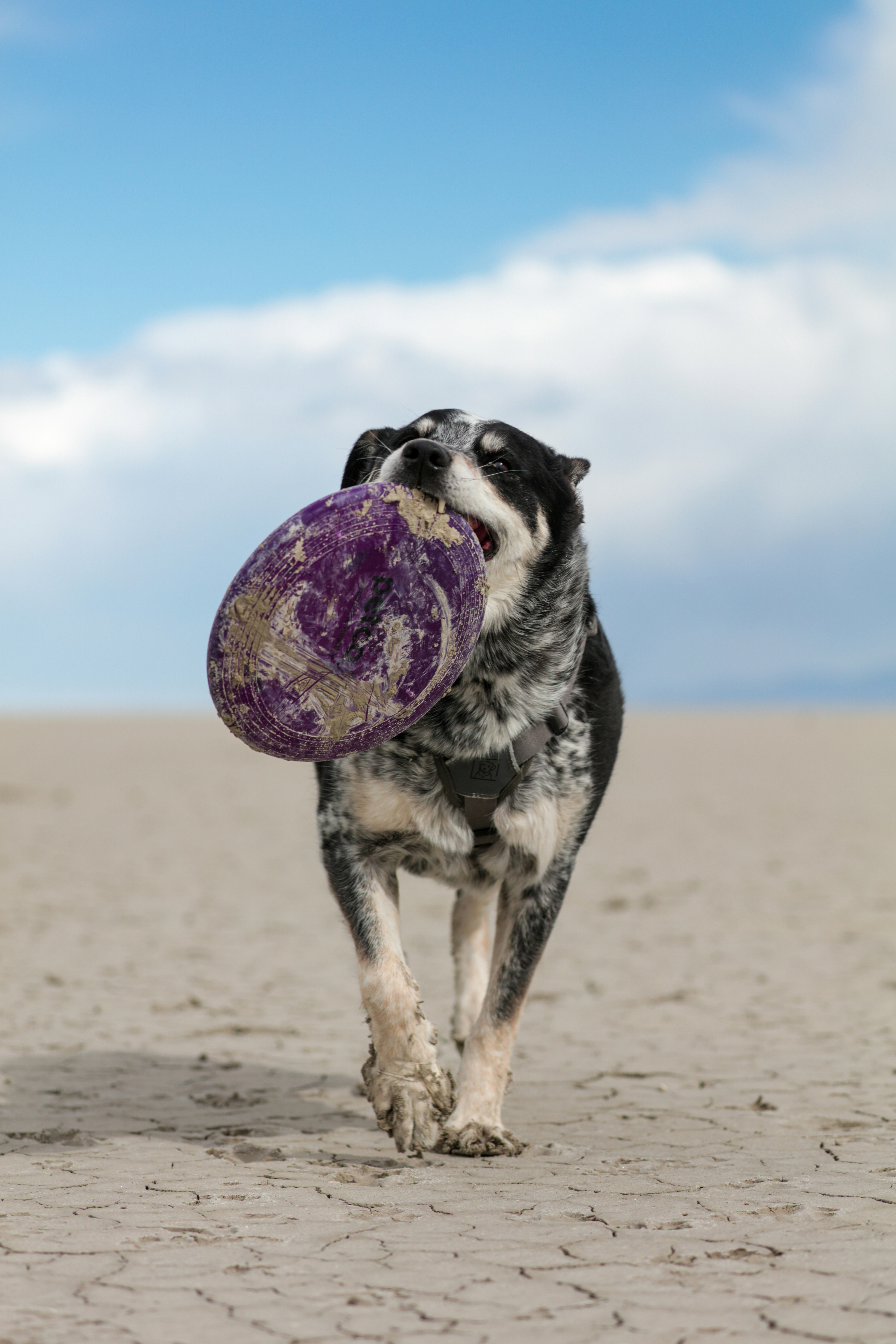 Frisbee in the Dust: A Canine Sprint Across a Cracked Beach