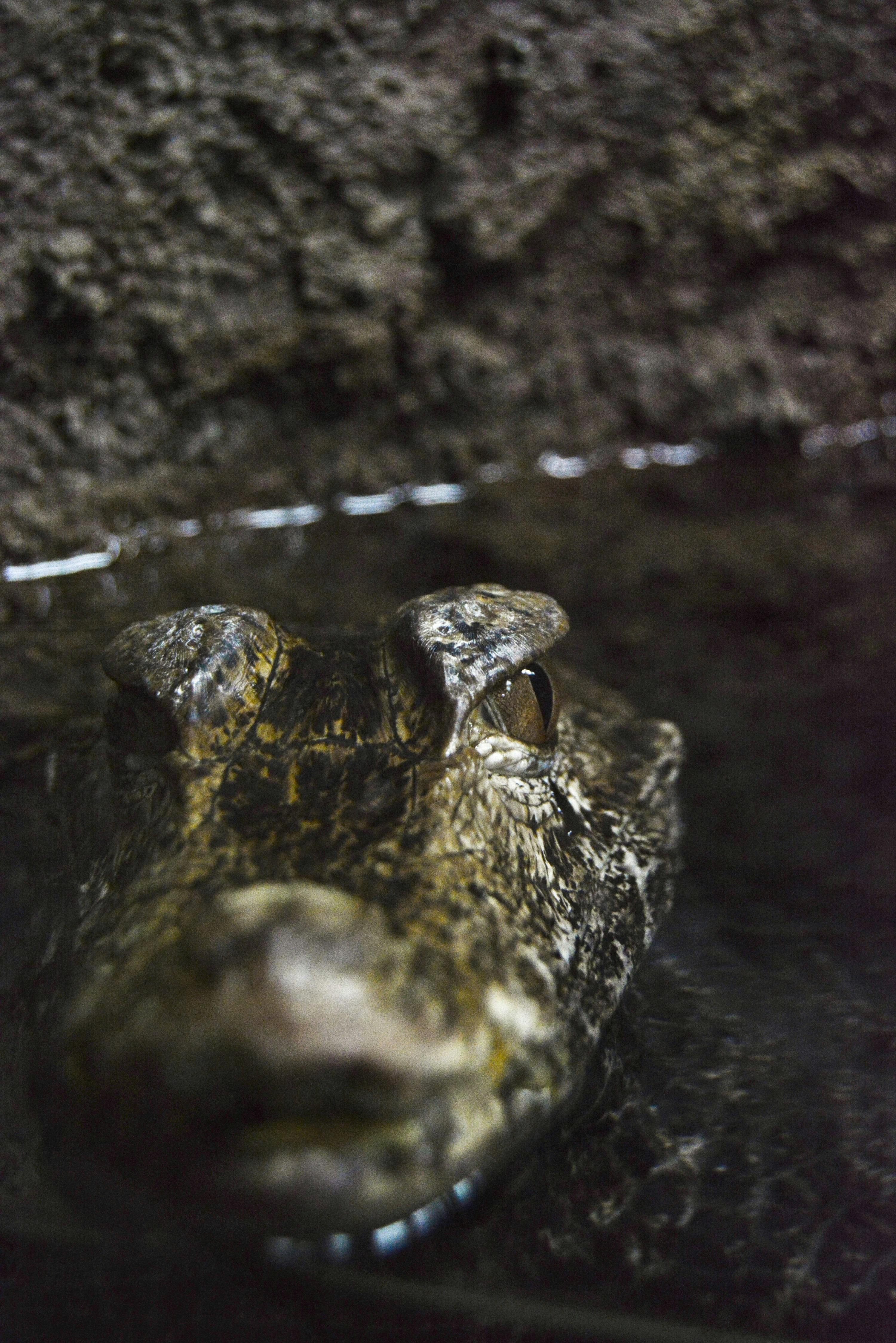A close-up shot of a crocodile's head emerging from the water.