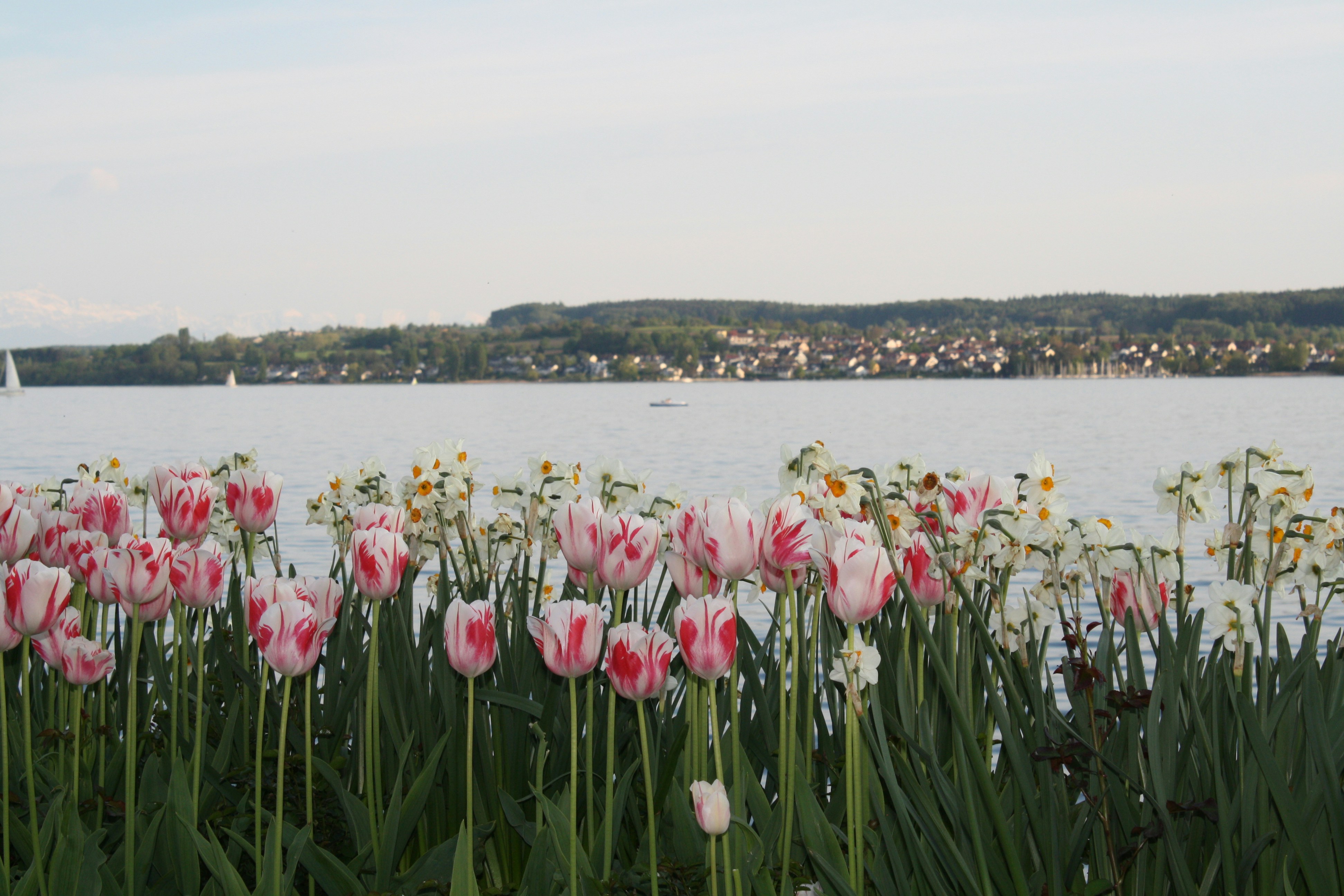 Tulip Edge by the Lake: Pink Blooms Framing a Tranquil Waterfront