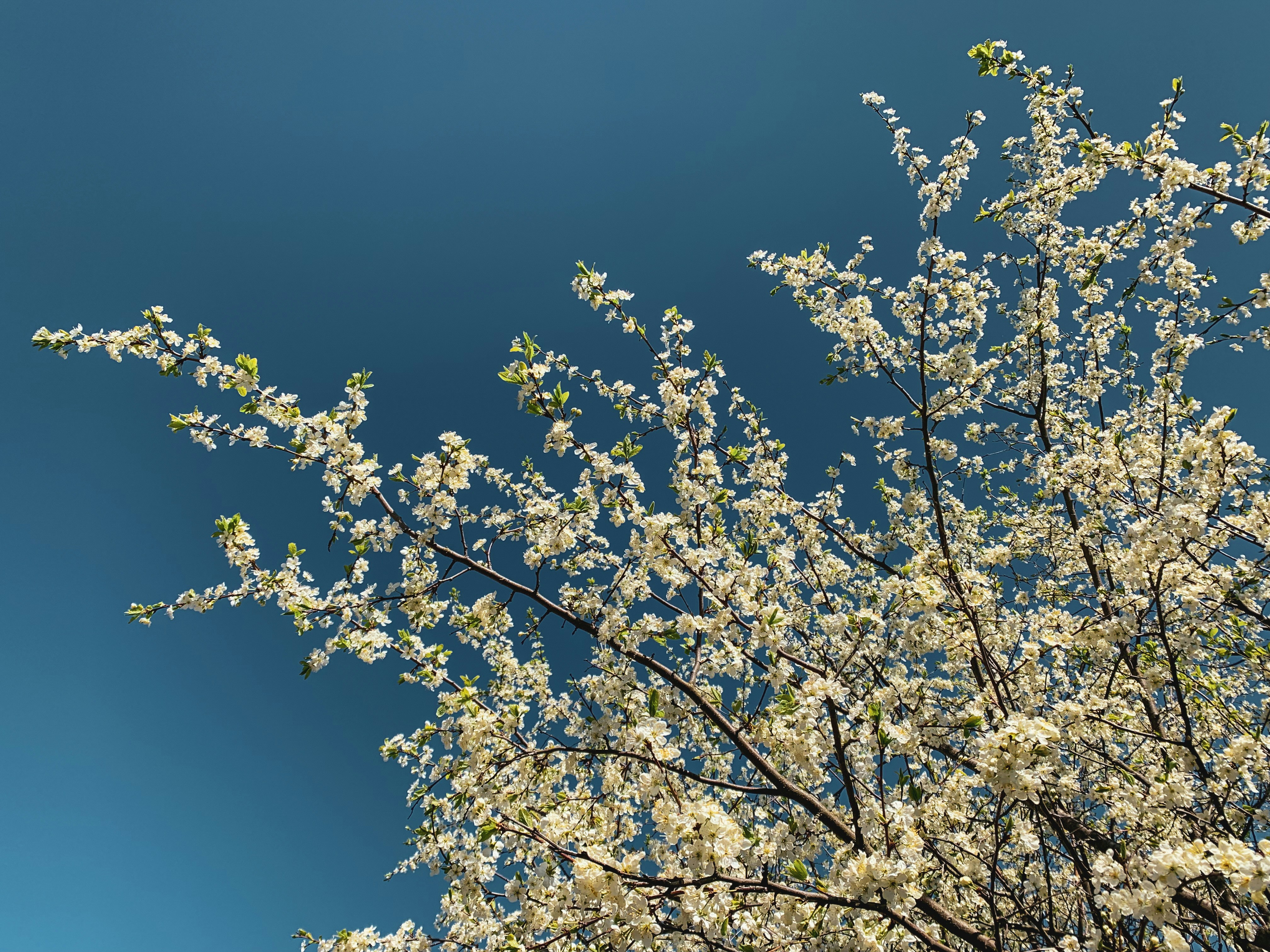 Delicate white blossoms adorn branches against a clear blue sky, signaling the arrival of spring.