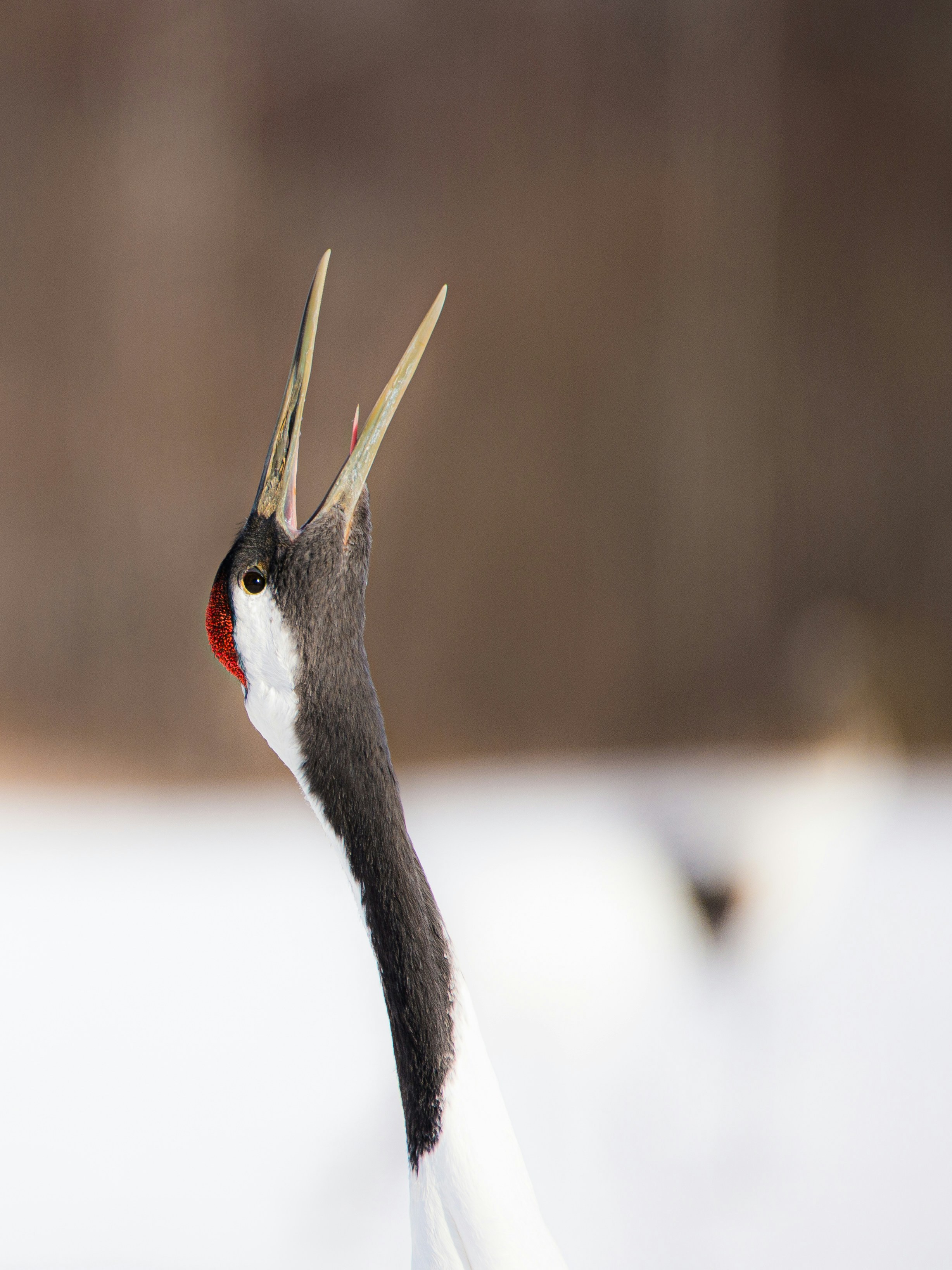 A graceful crane vocalizing against a soft, blurred winter backdrop, showcasing its striking features and vibrant plumage.