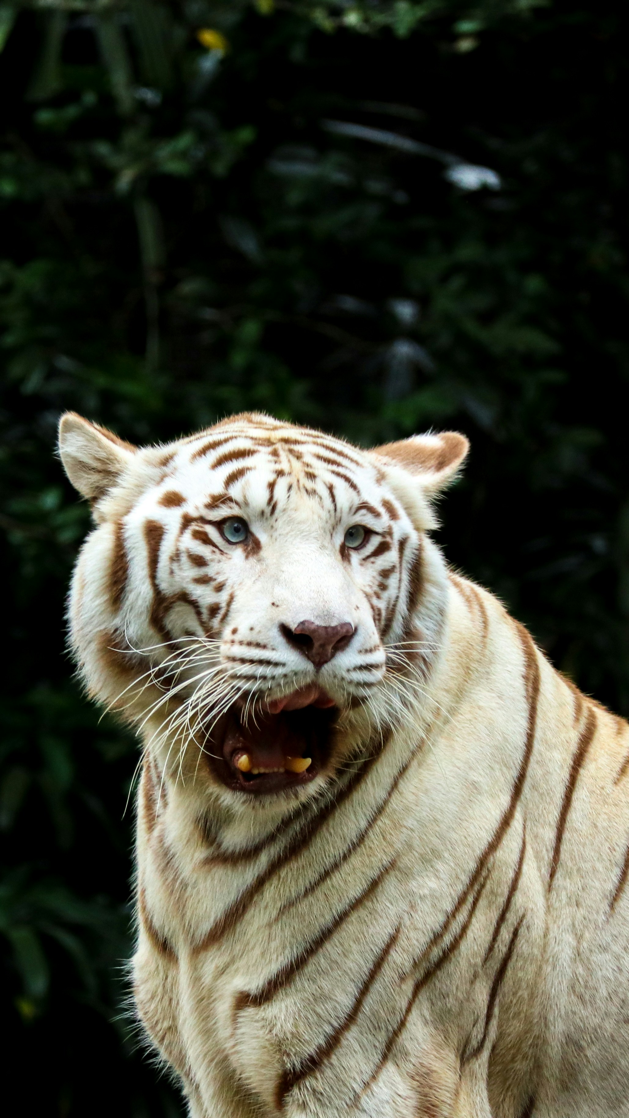 Rolling Growl: A White Tiger’s Expressive Moment