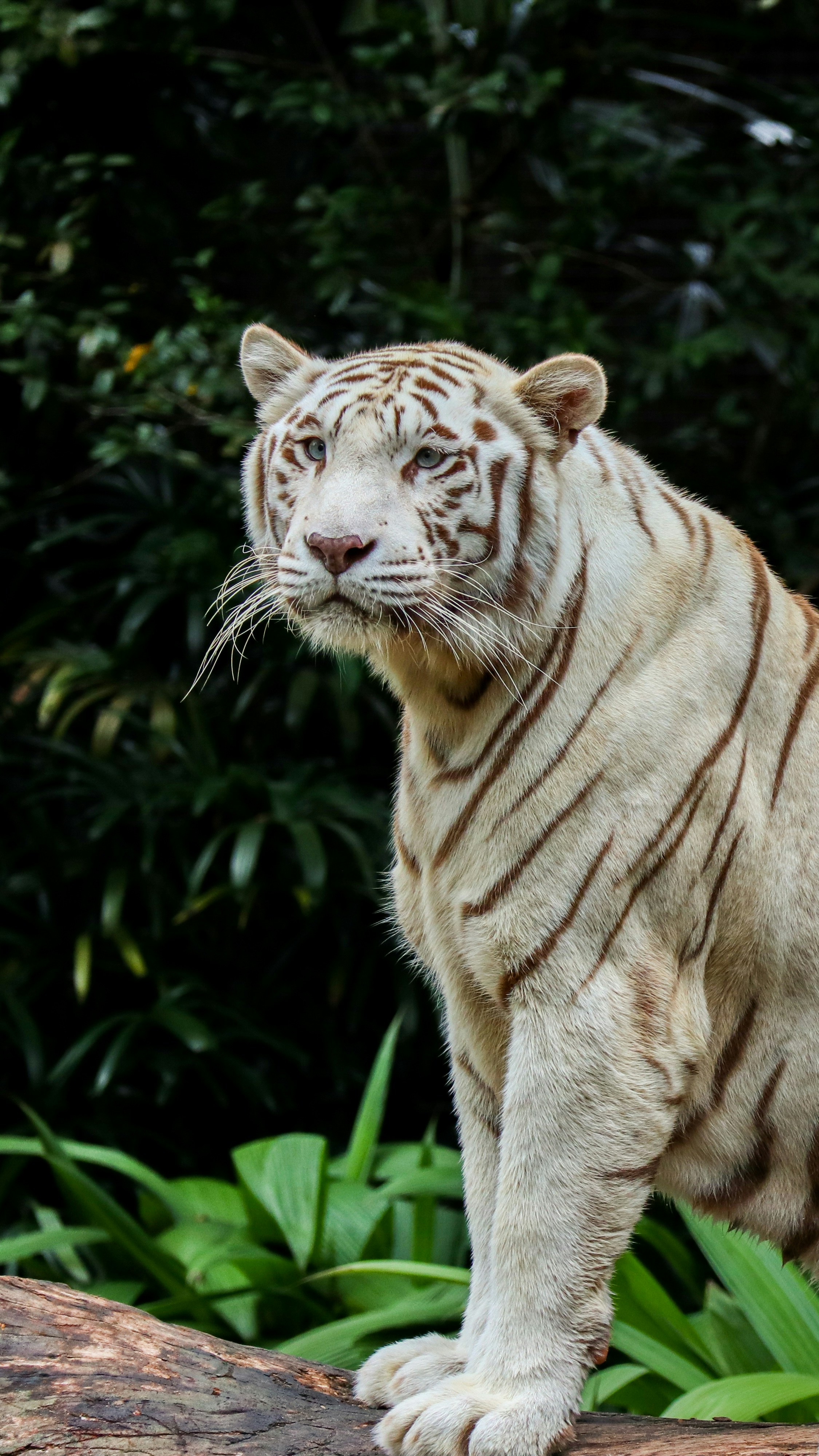 White tiger in mid-height profile amid jungle greens