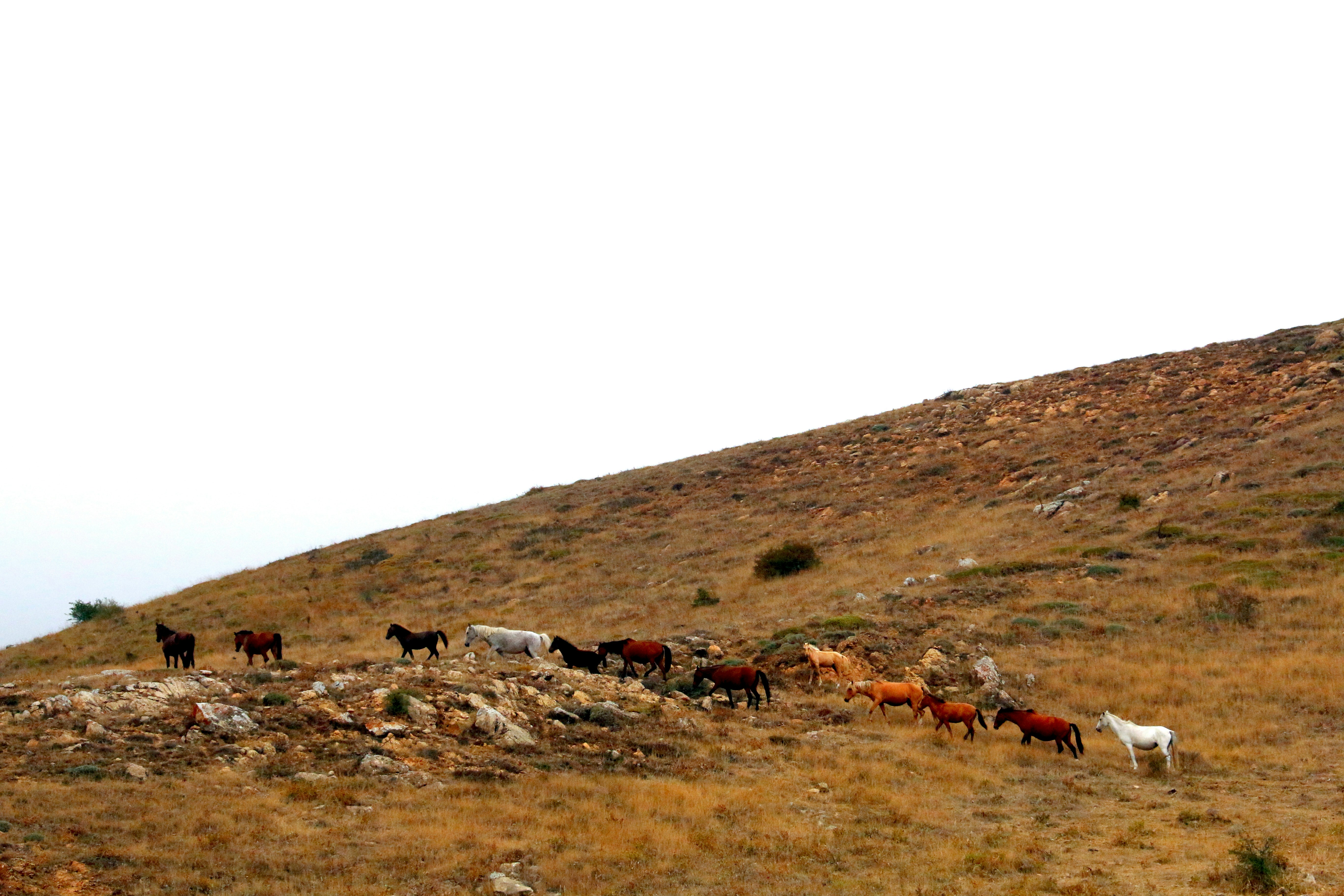 A herd of horses traversing a rugged hillside, showcasing their natural grace against a muted sky.