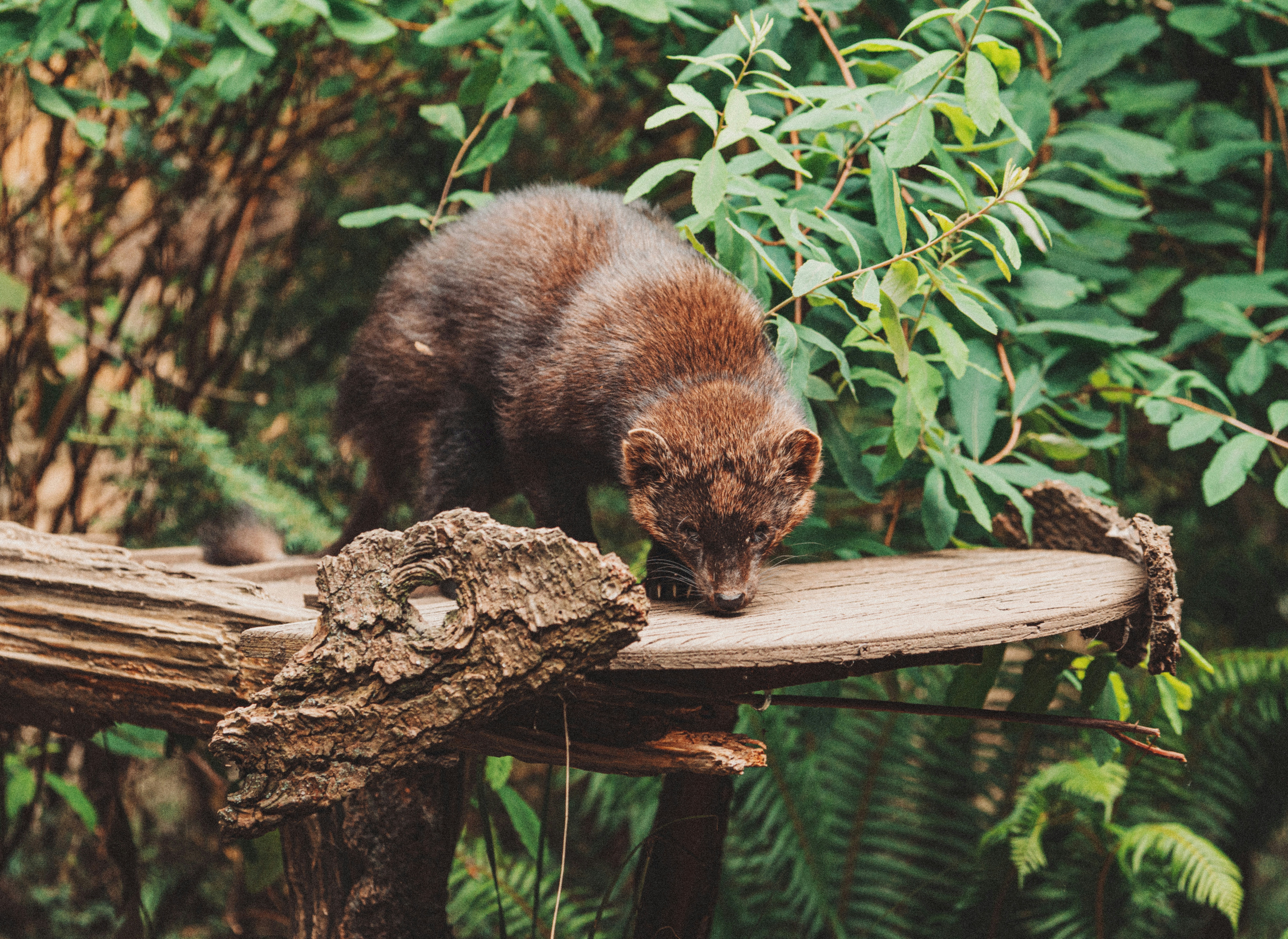 Brown and black animal on brown wooden plank photo – Free Wildlife ...
