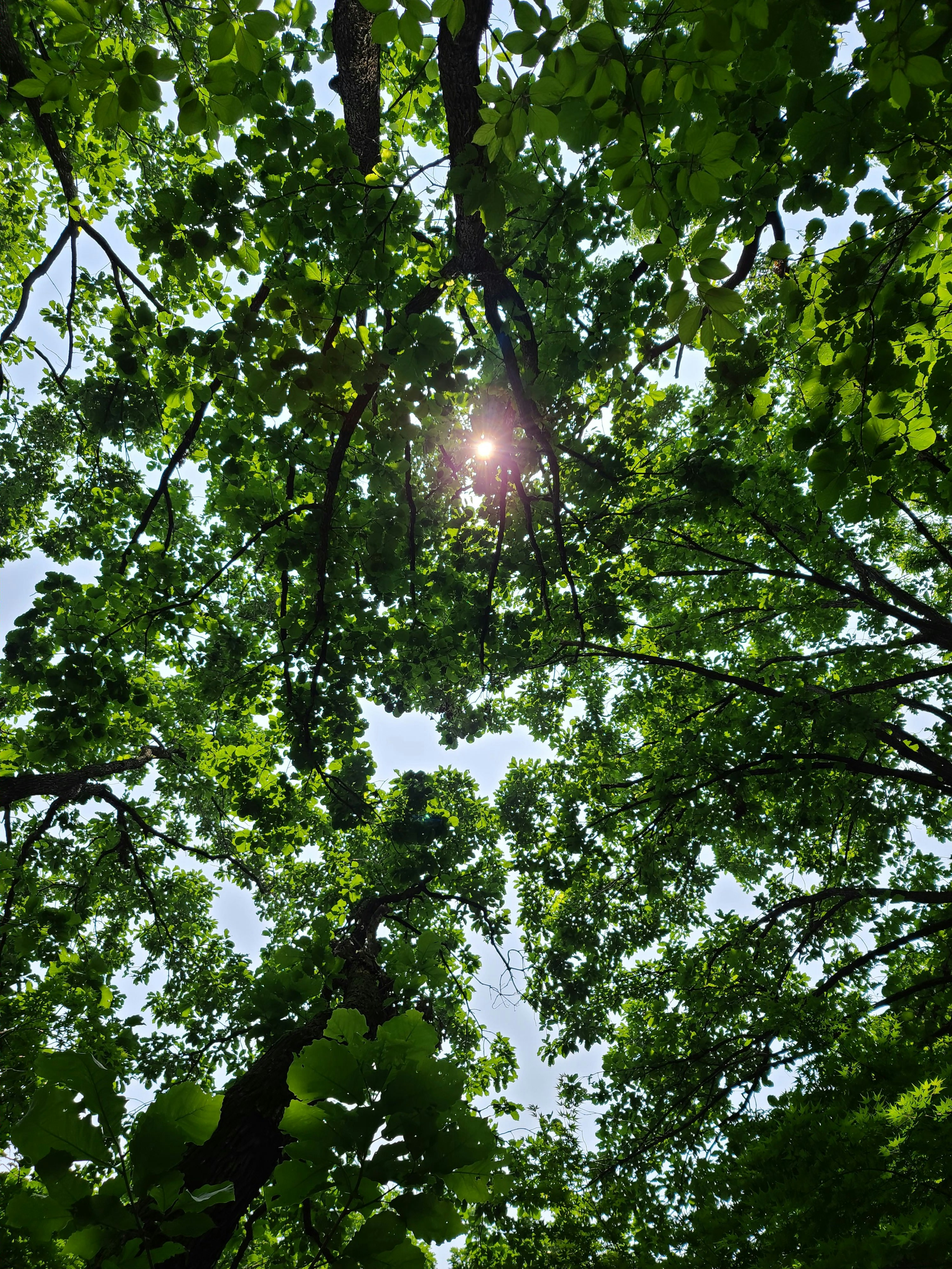 Green tree with sun rays photo – Free South korea Image on Unsplash