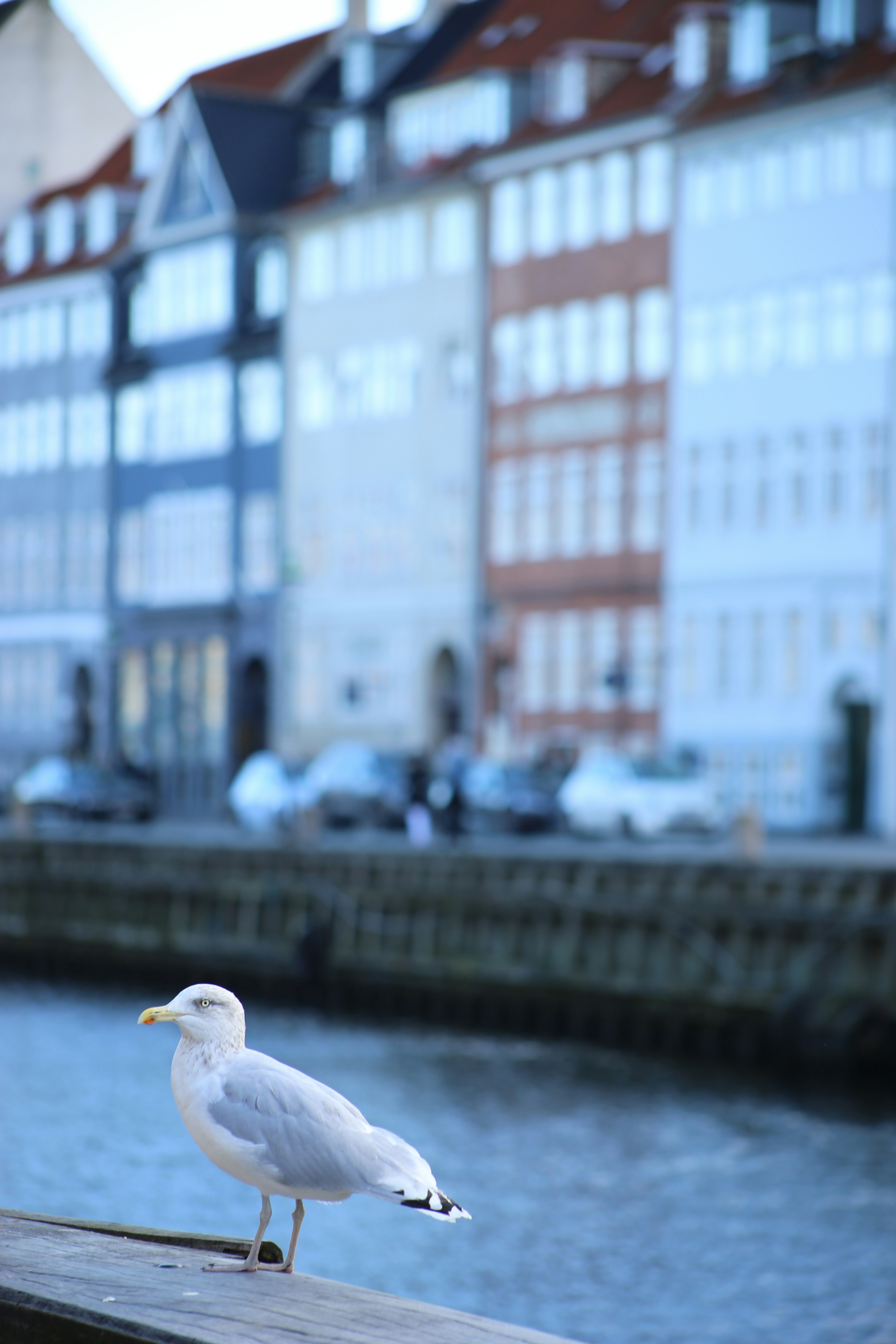 Seagull on the Canal Edge: Focus Amid Colorful Facades