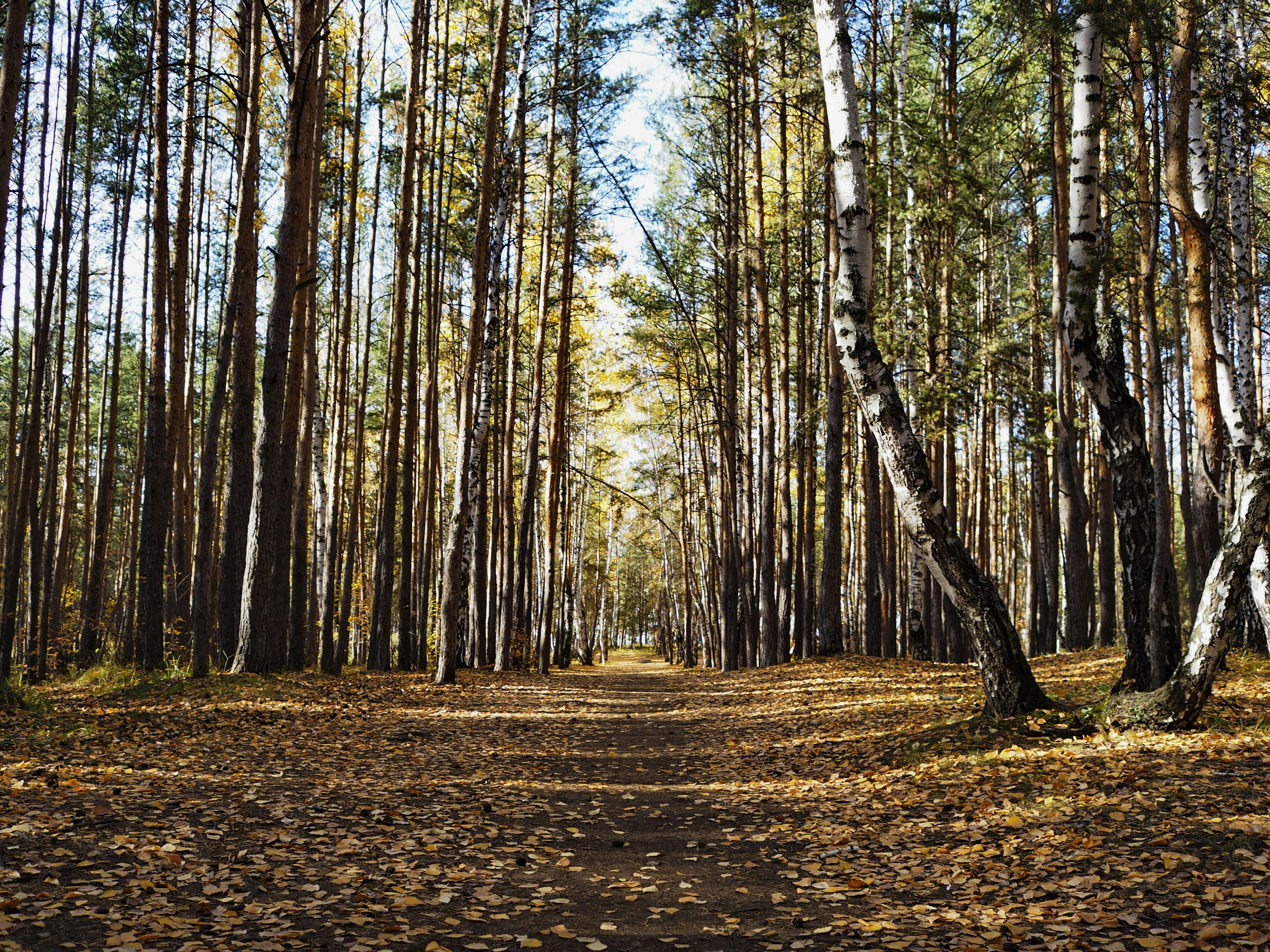 Arbres bruns sur sol brun pendant la journée photo – Photo Sud de l ...