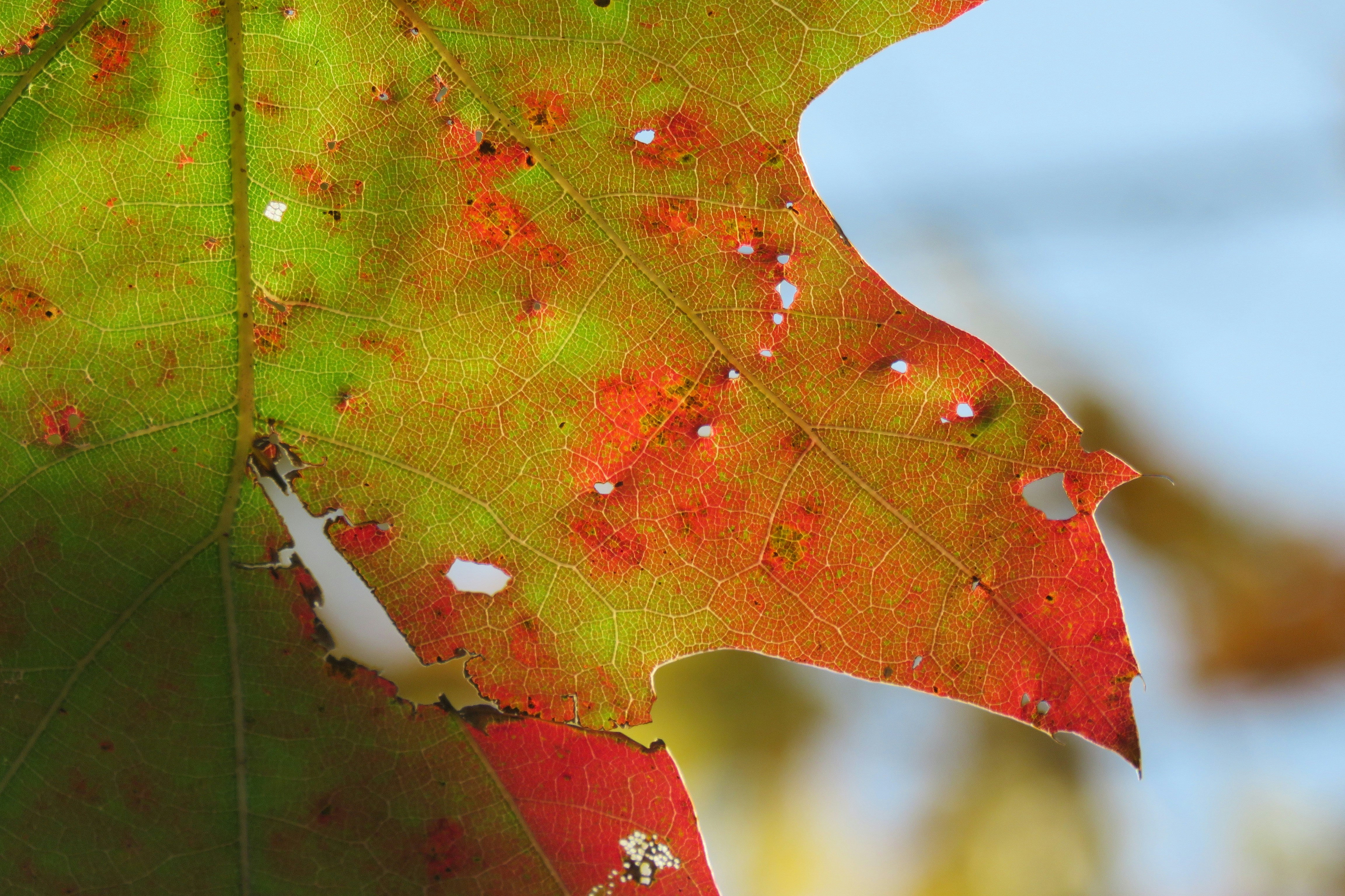 Vibrant autumn leaf showcasing intricate vein patterns with green and red hues.