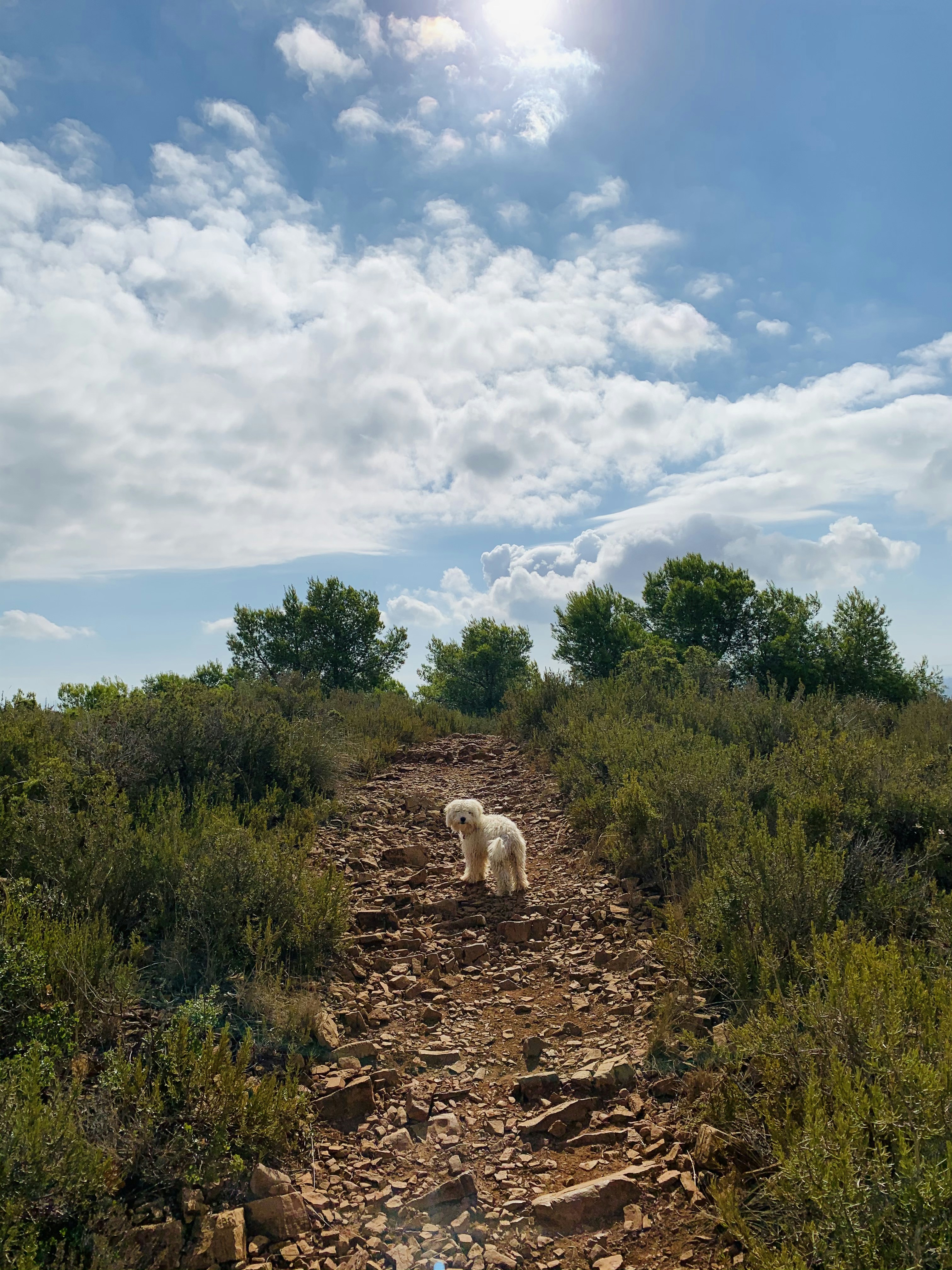white long coated dog on green grass field under white clouds and blue sky during daytime