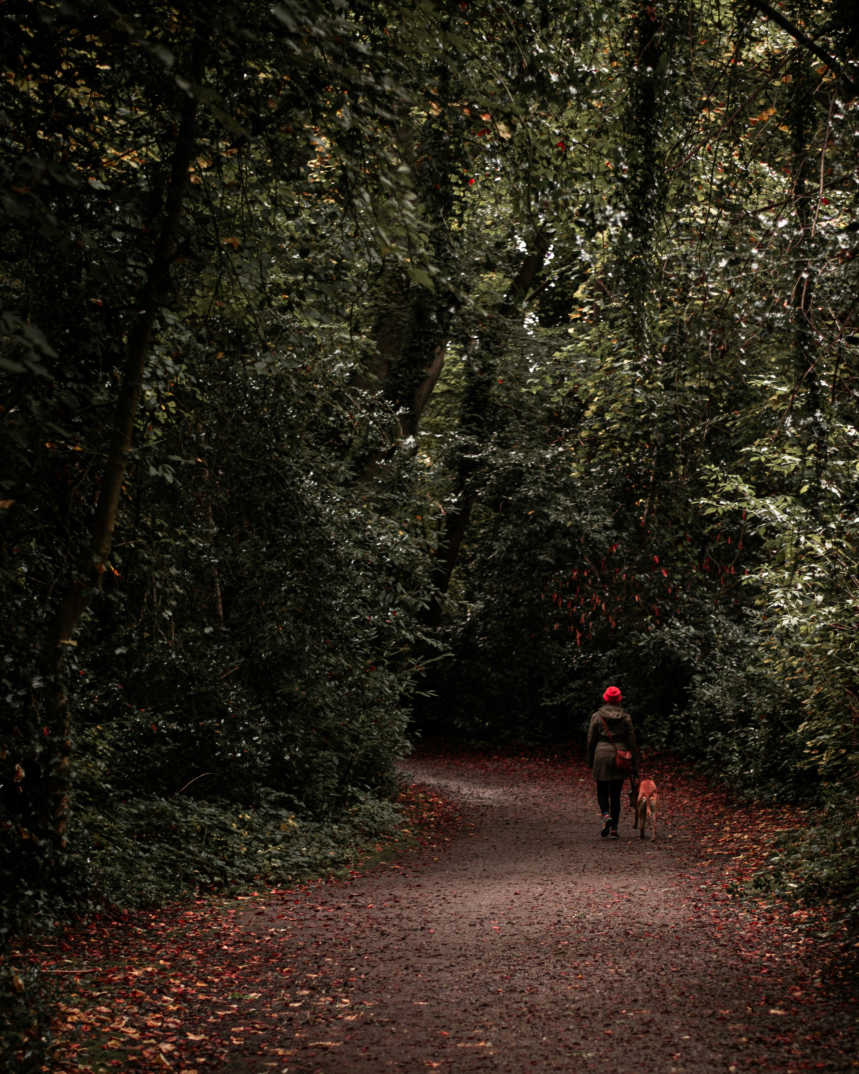 Red-Hatted Traveler and Dog on a Dappled Forest Path