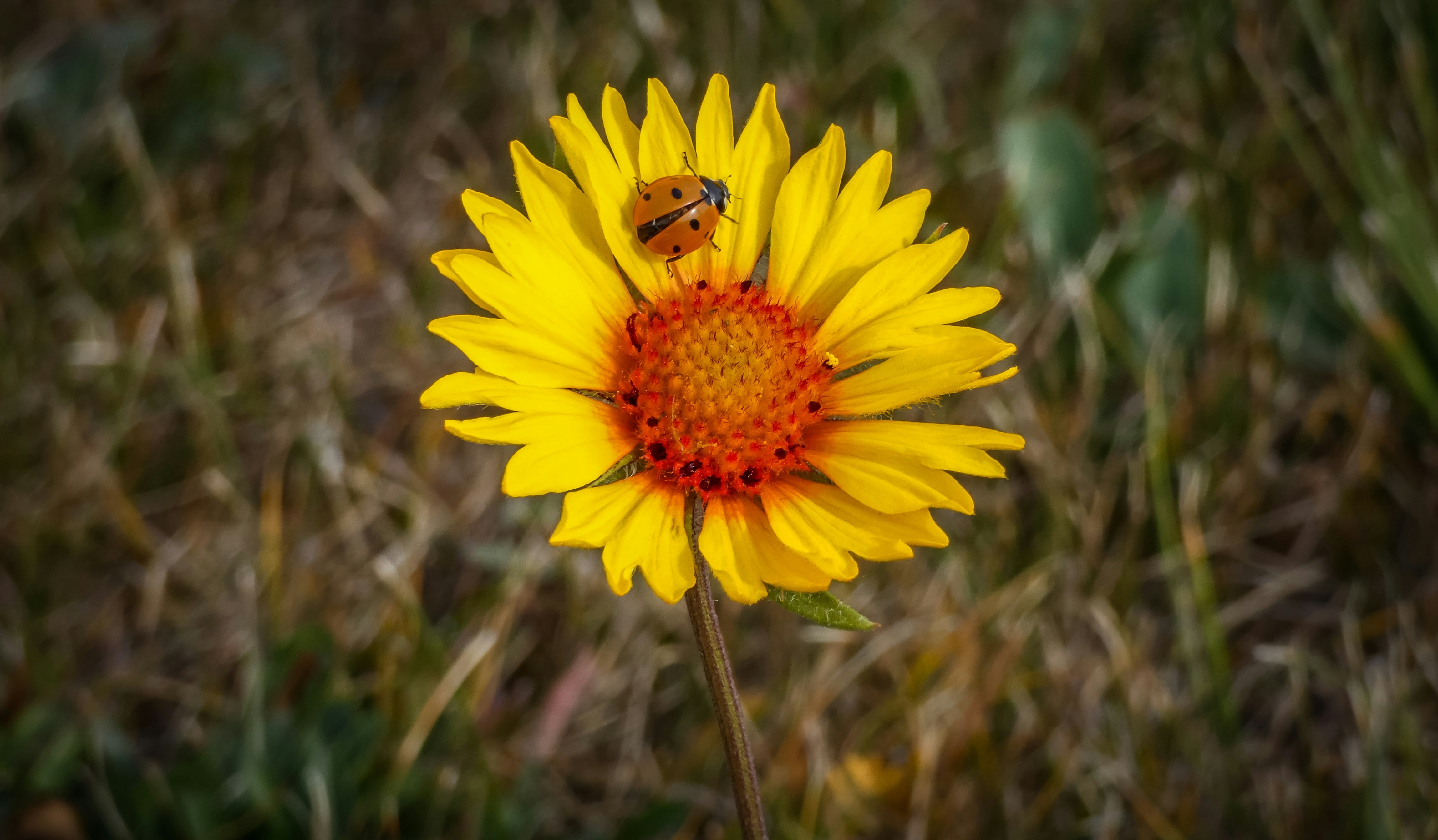 A ladybug rests atop a vibrant yellow flower, surrounded by a backdrop of soft green grass. The intricate details of the flower and the insect create a striking contrast.