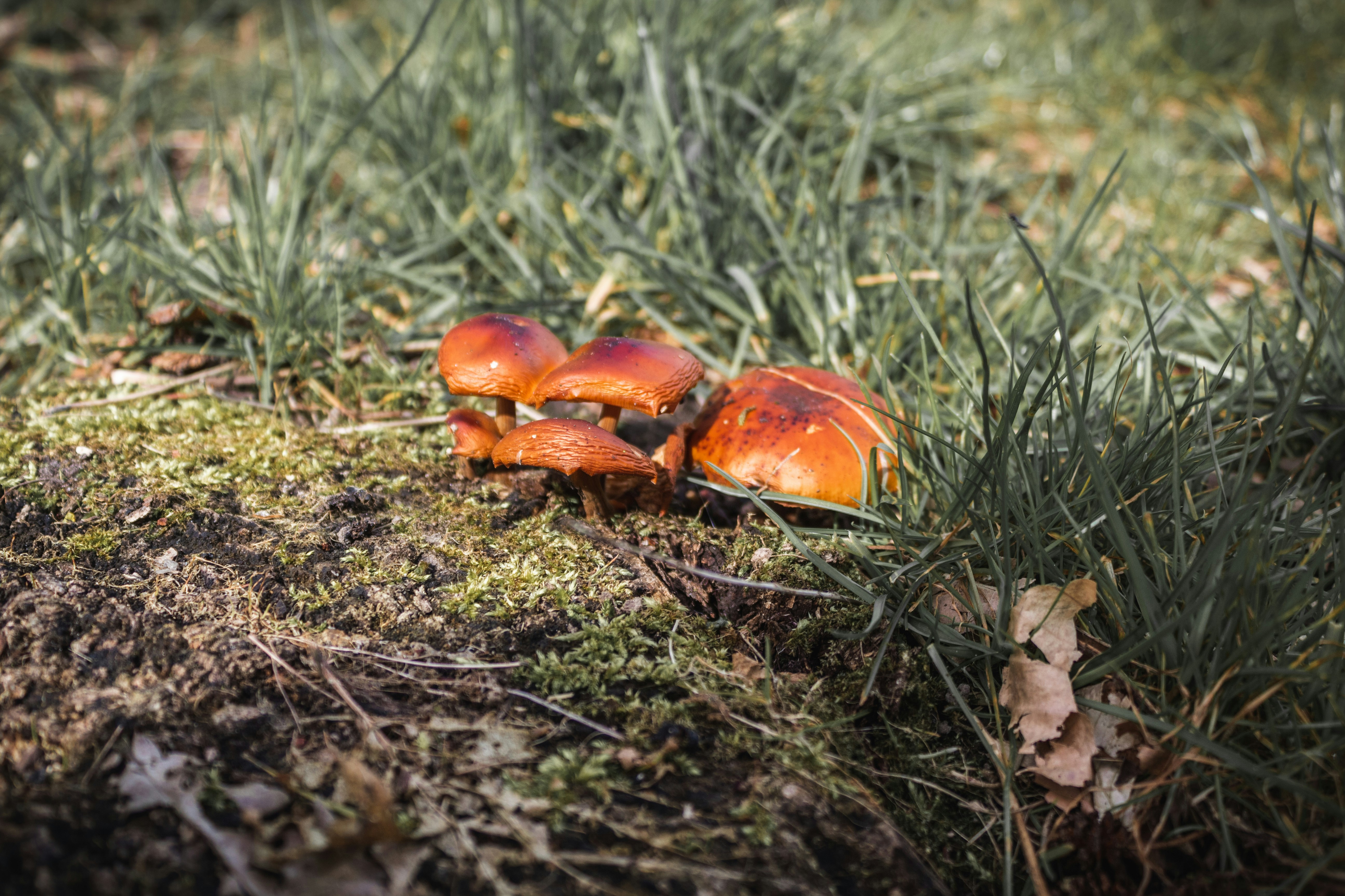 Mushroom Cluster on Mossy Ground: Quiet Forest Understory