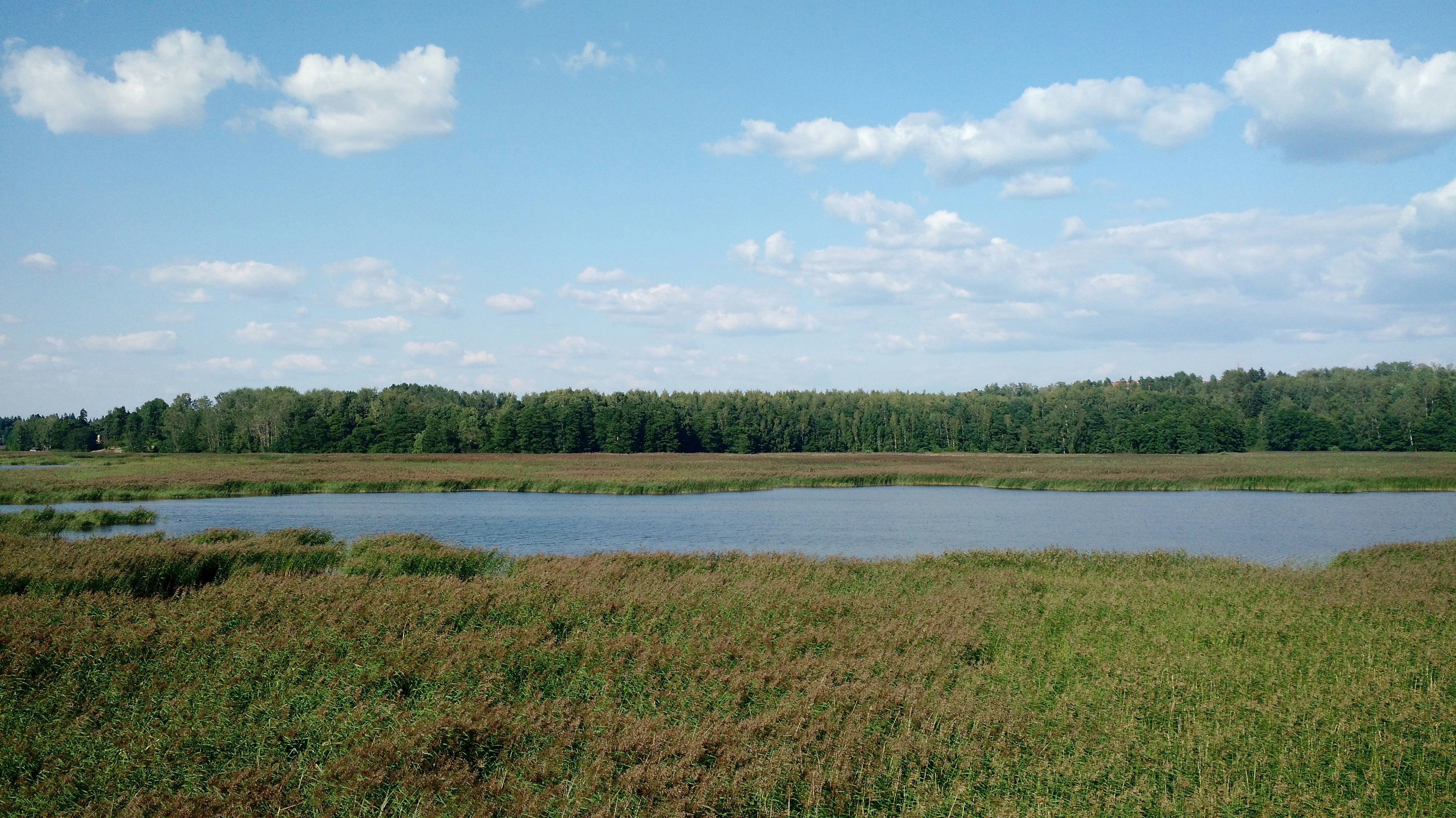 Lush green marshland with a tranquil water body reflecting the sky, framed by a backdrop of trees under a partly cloudy blue sky.