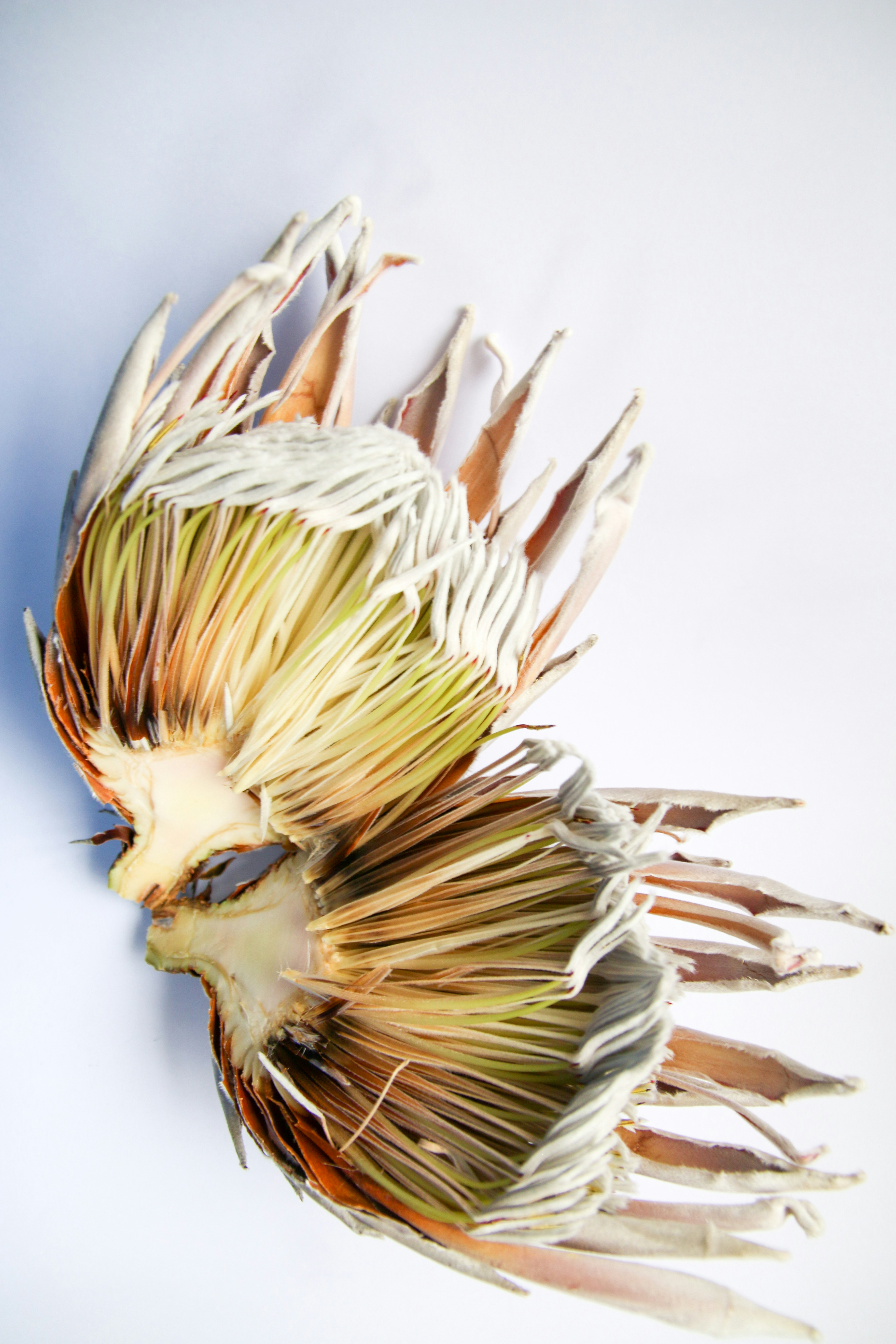 Frilled Protea Crown on a Quiet Studio Canvas