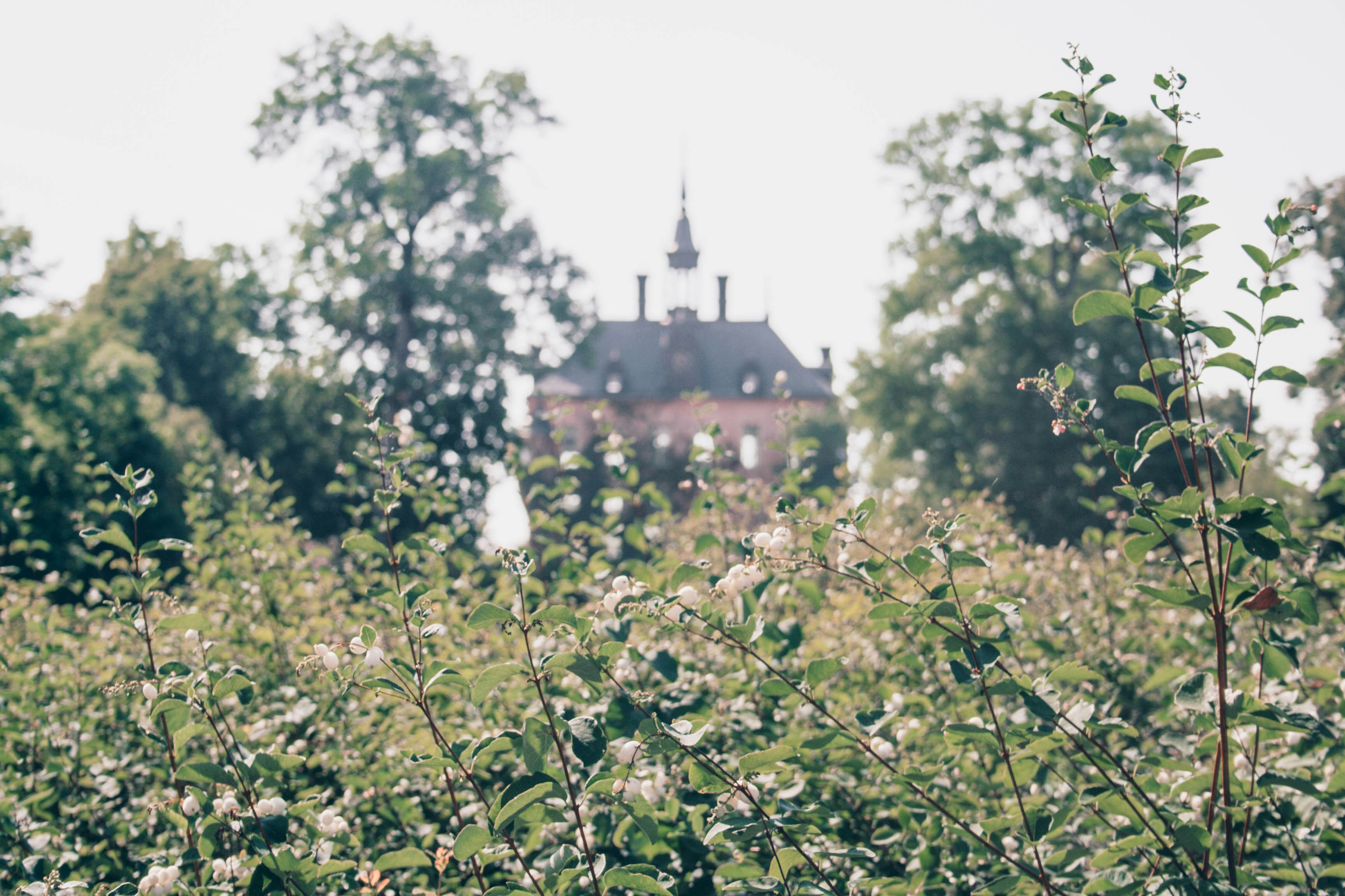 Tower in the Green Veil: A distant manor peeks through spring hedges