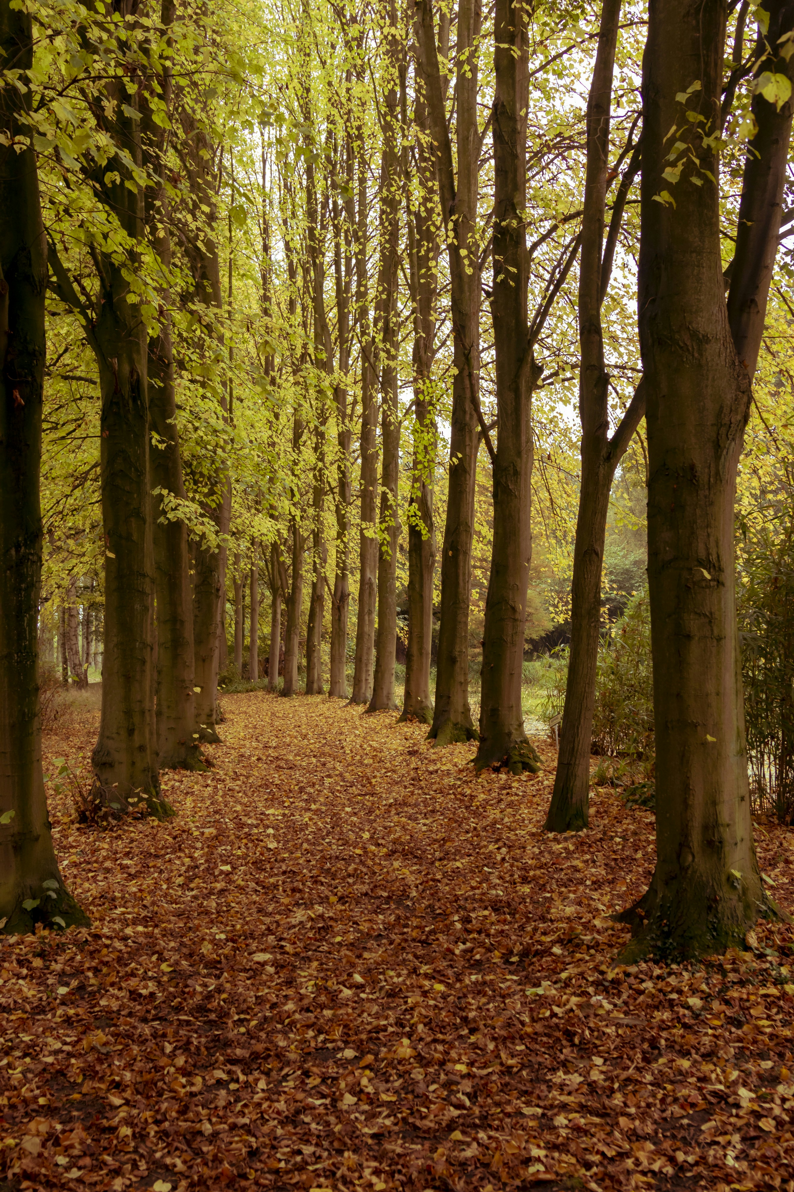 A serene pathway flanked by tall trees adorned with vibrant autumn leaves, leading into a tranquil forest scene.