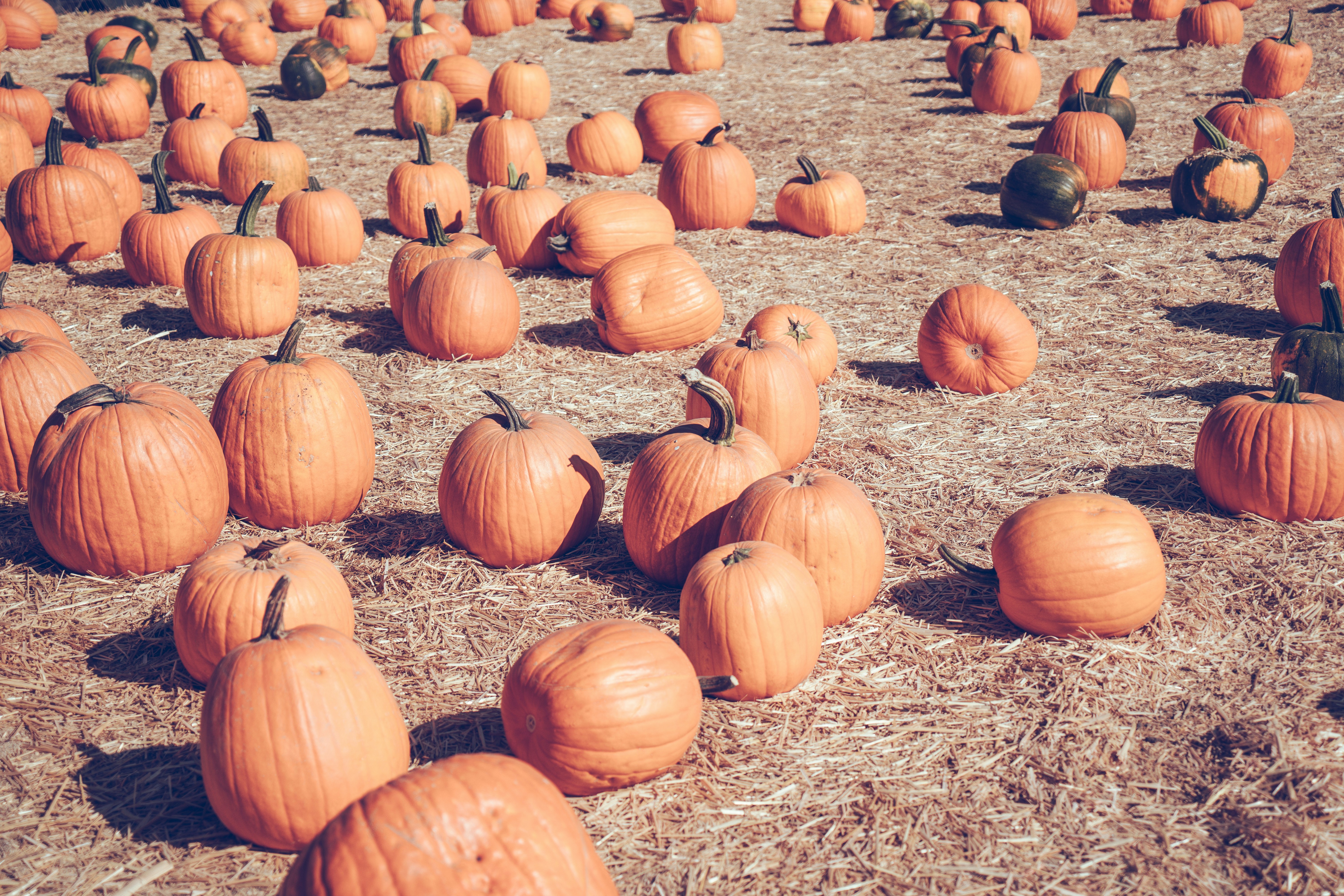 Sunlit Patchwork: Autumn Pumpkin Field in Warm Harvest Light