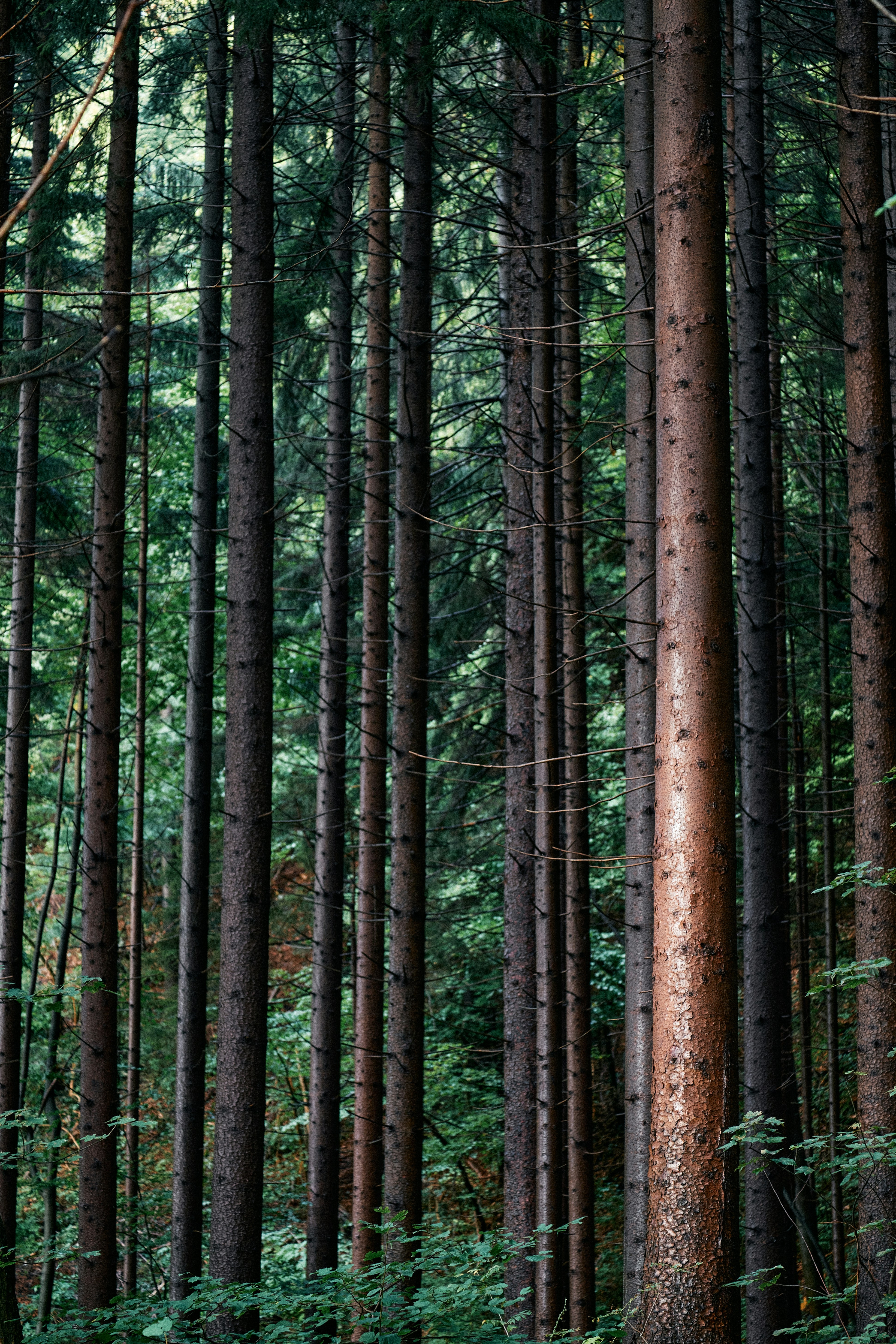 Tall, slender trees stand in a dense forest, their trunks creating a rhythmic pattern against the lush green backdrop. Sunlight filters through the canopy, illuminating the scene.