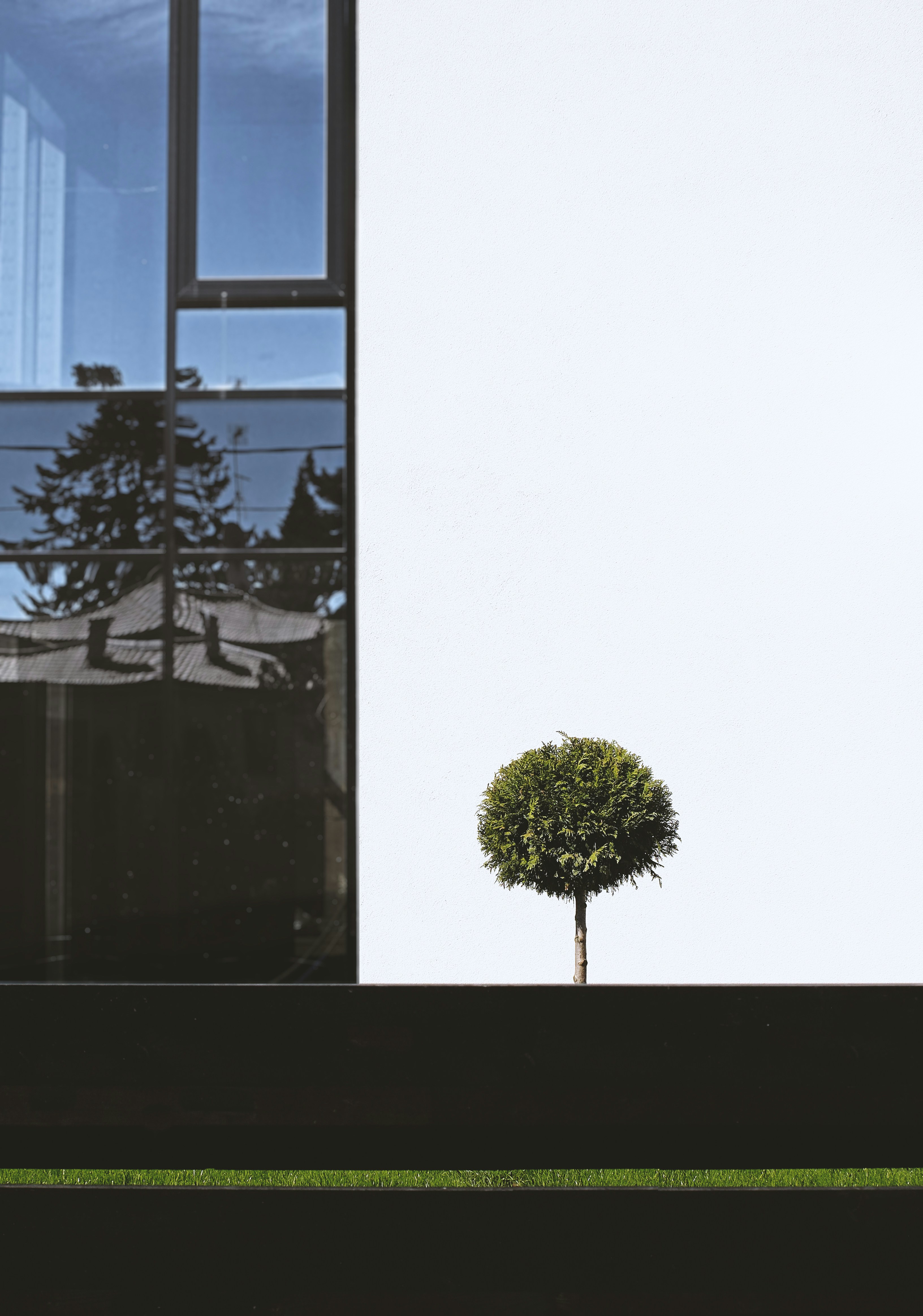 Topiary on a White Facade: A Minimalist Architectural Moment