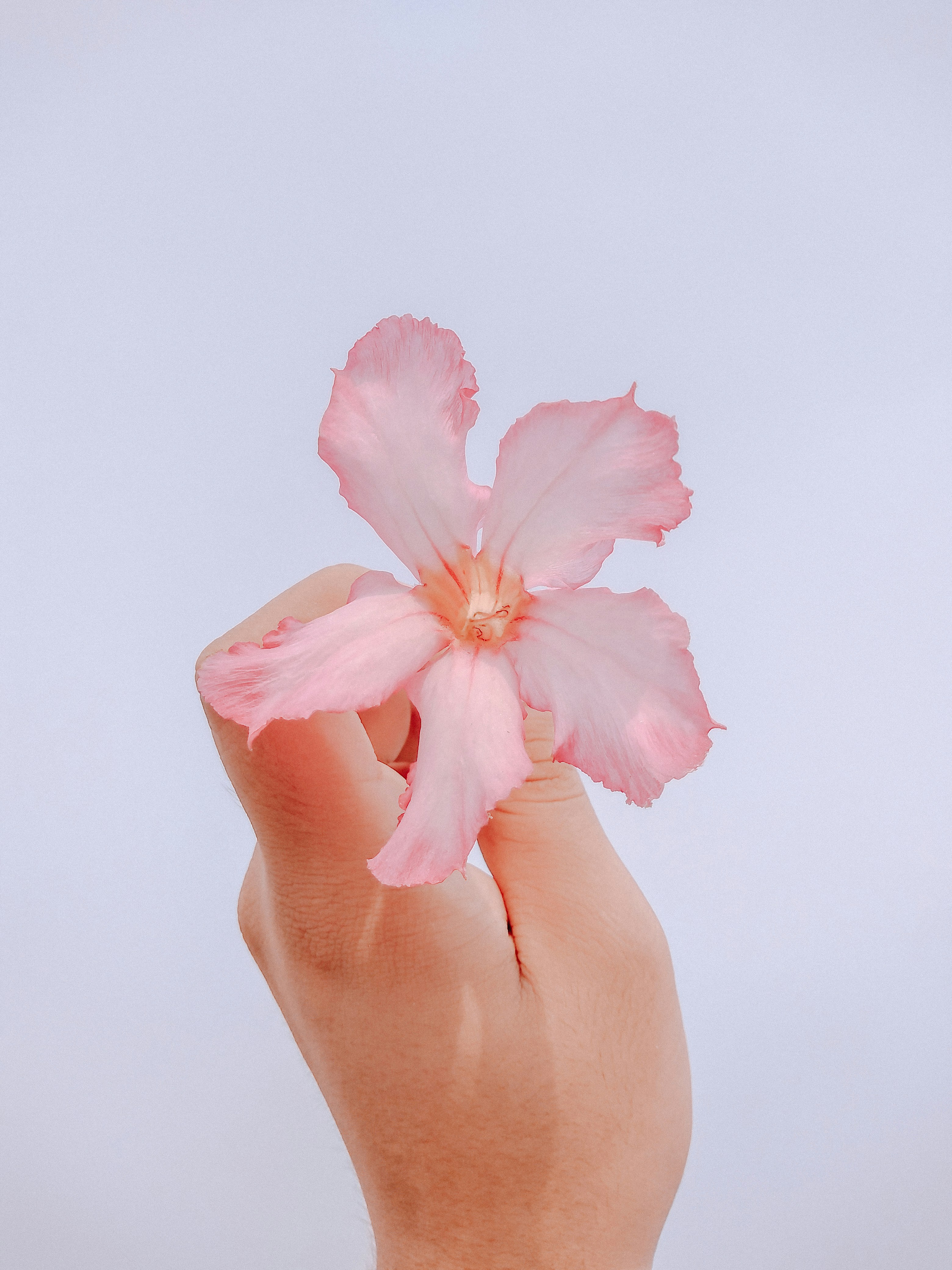 Delicate Blossom in Hand