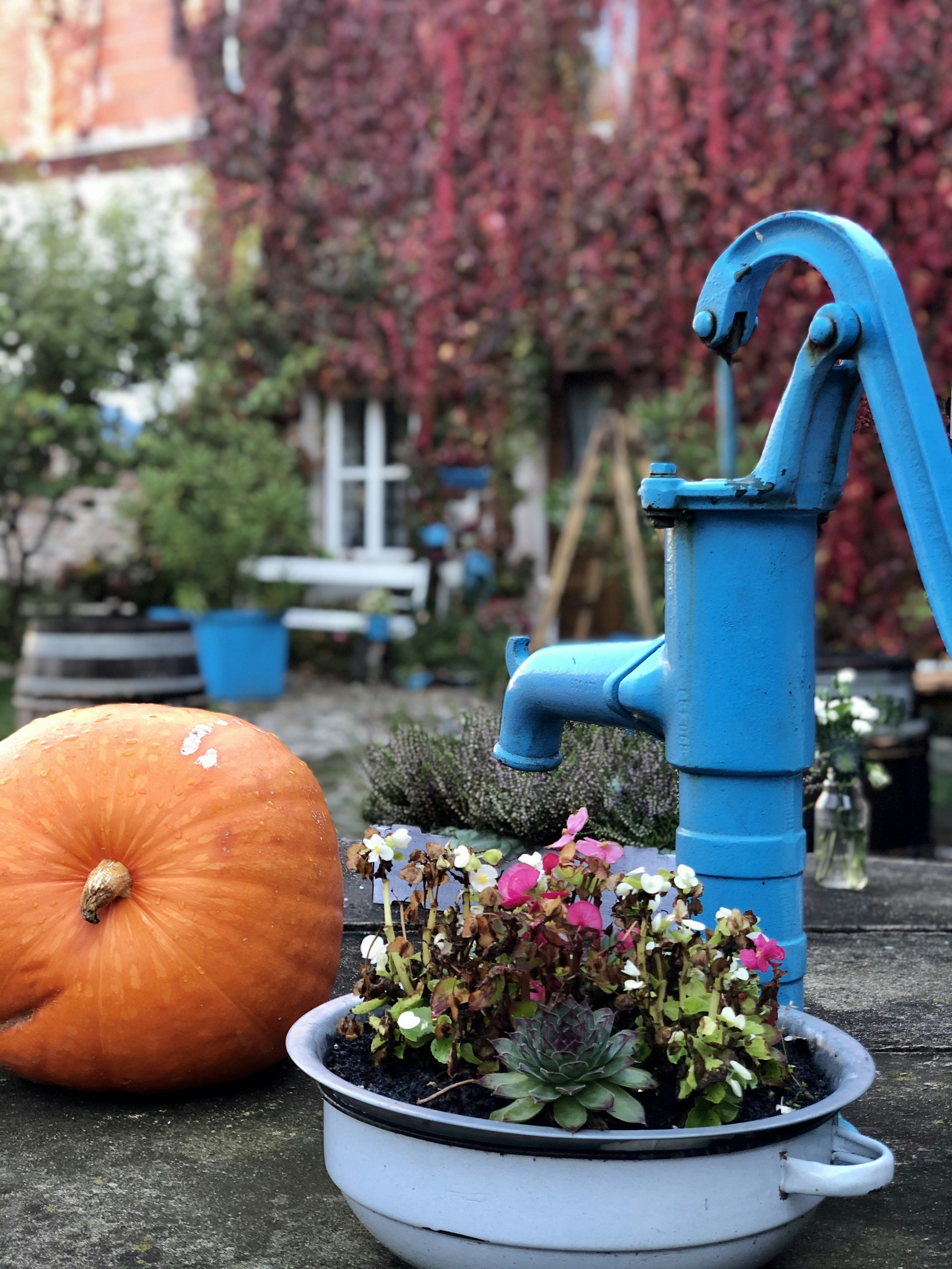 Cerulean Pump Portrait: Blue Water Spout Beside Autumn Blooms