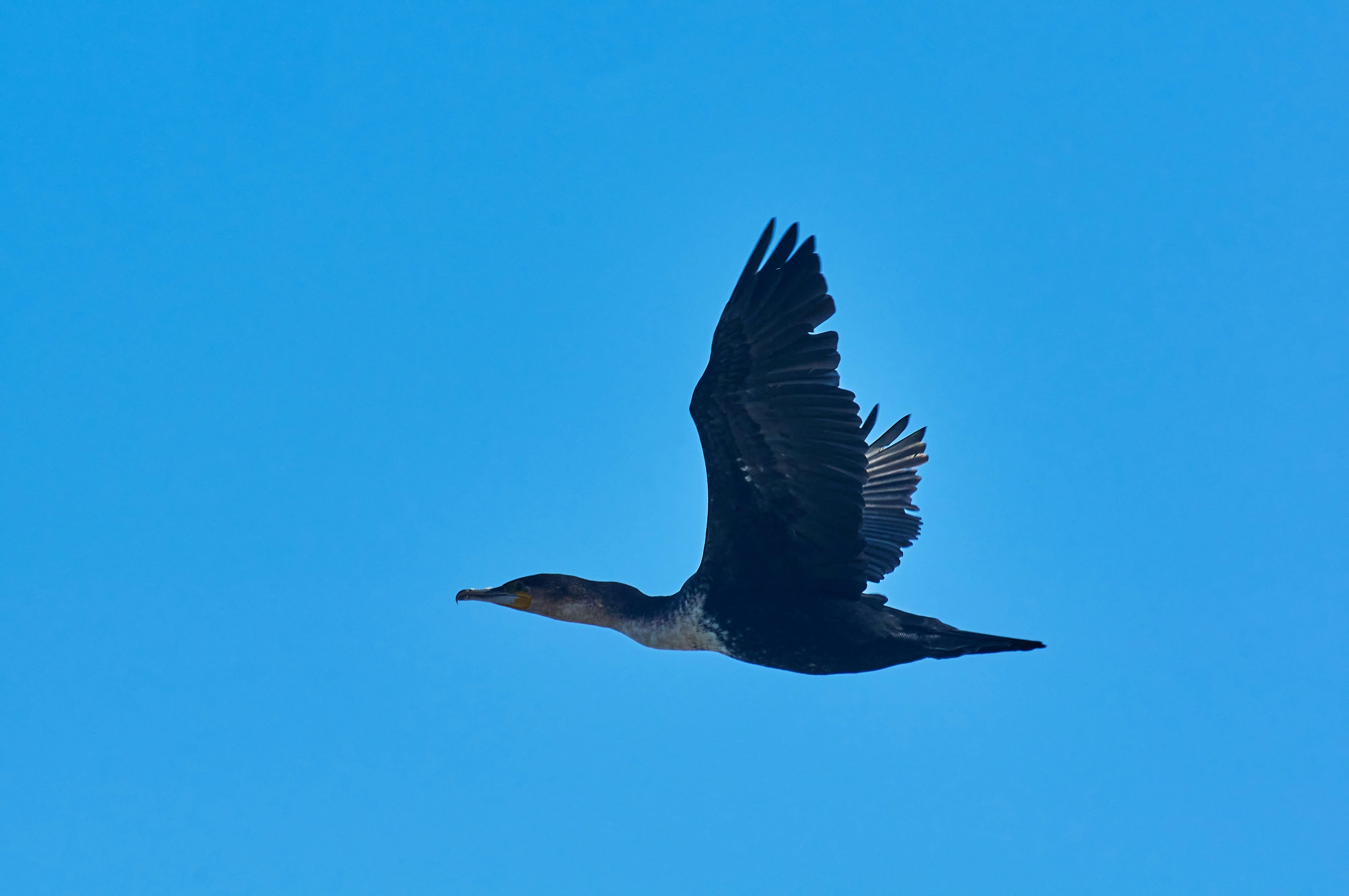 black and white bird flying during daytime