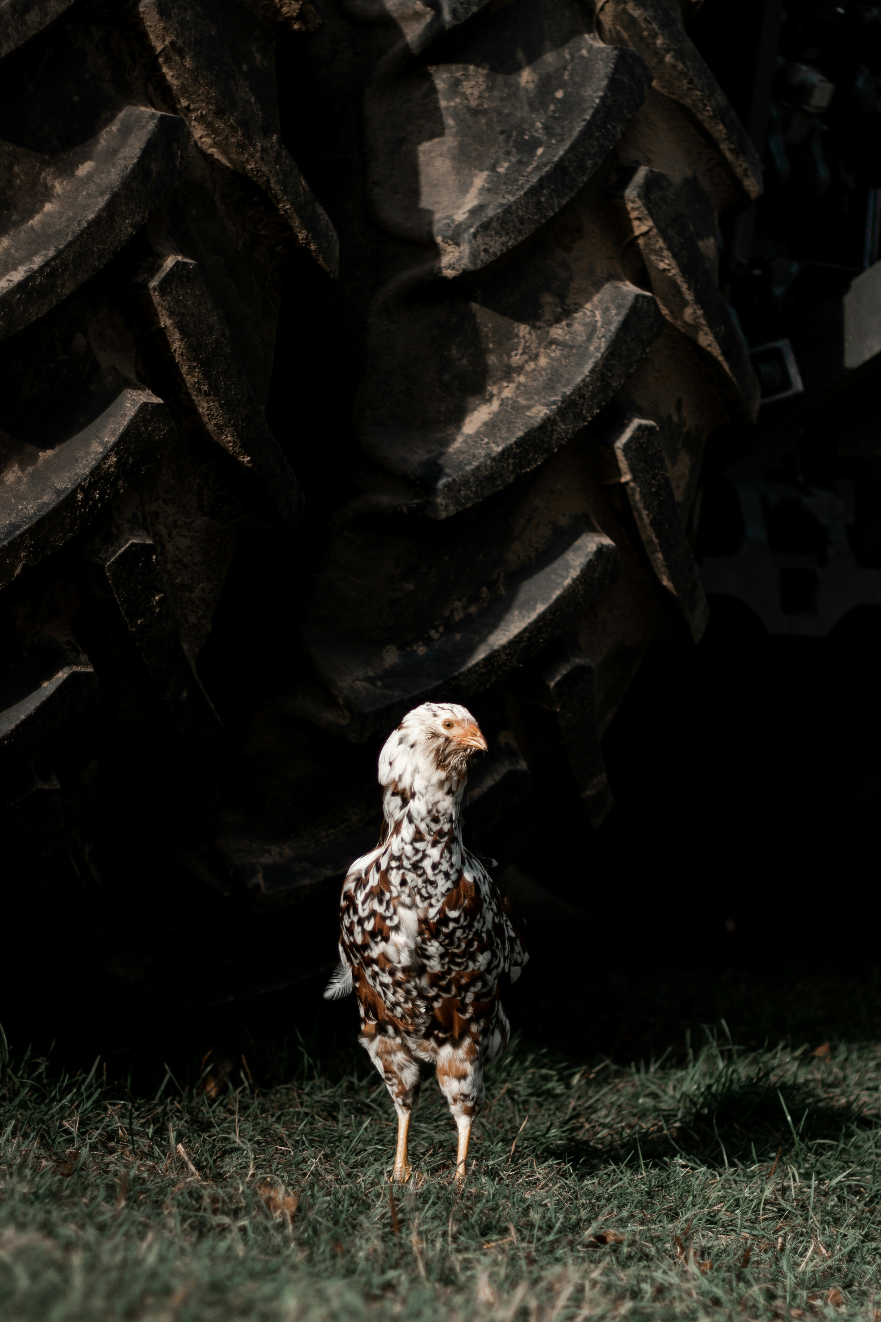 Rooster and the Behemoth Tires: A Quiet Standoff in Dusk