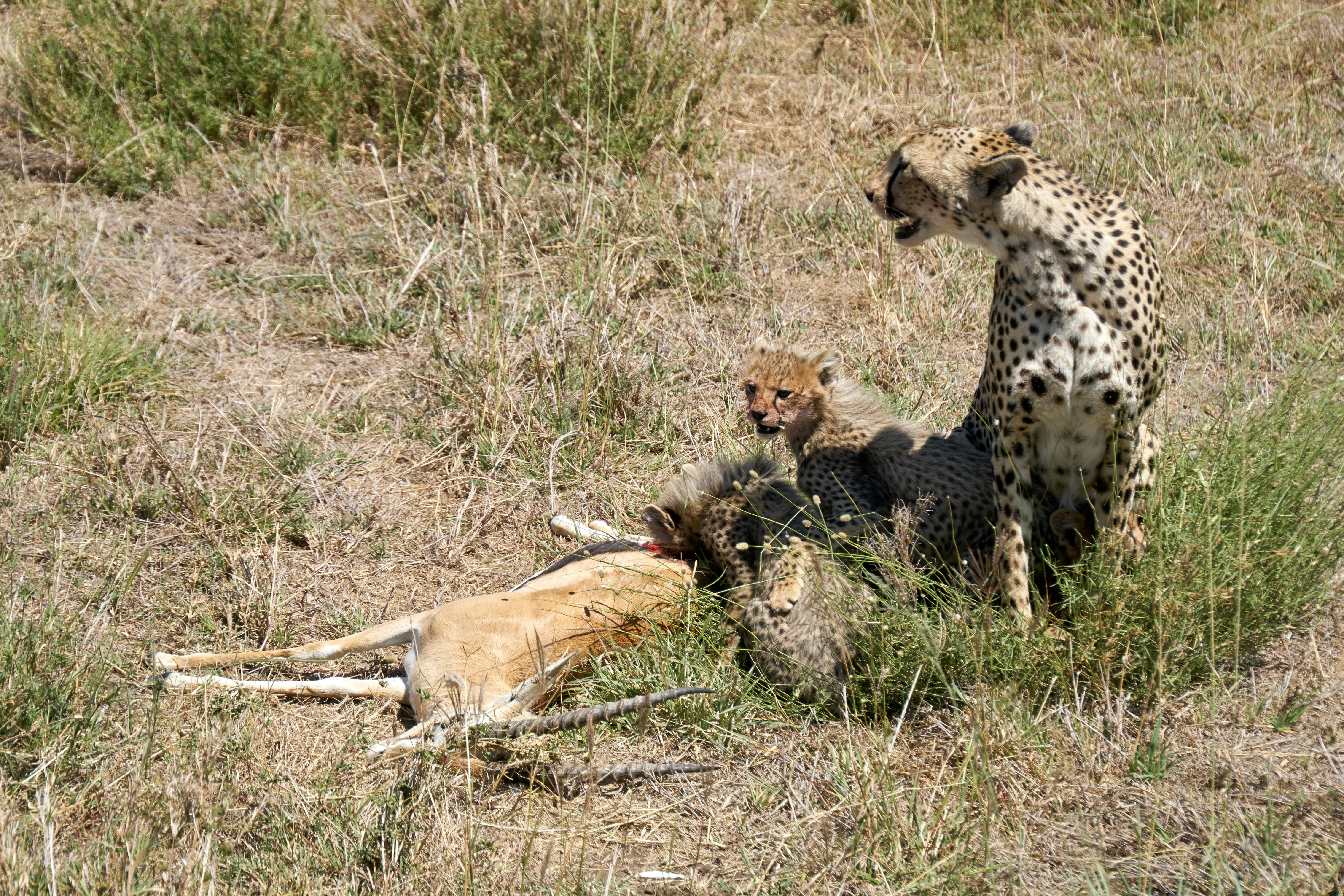 Cheetah resting with cubs in grassy savannah under bright daylight.