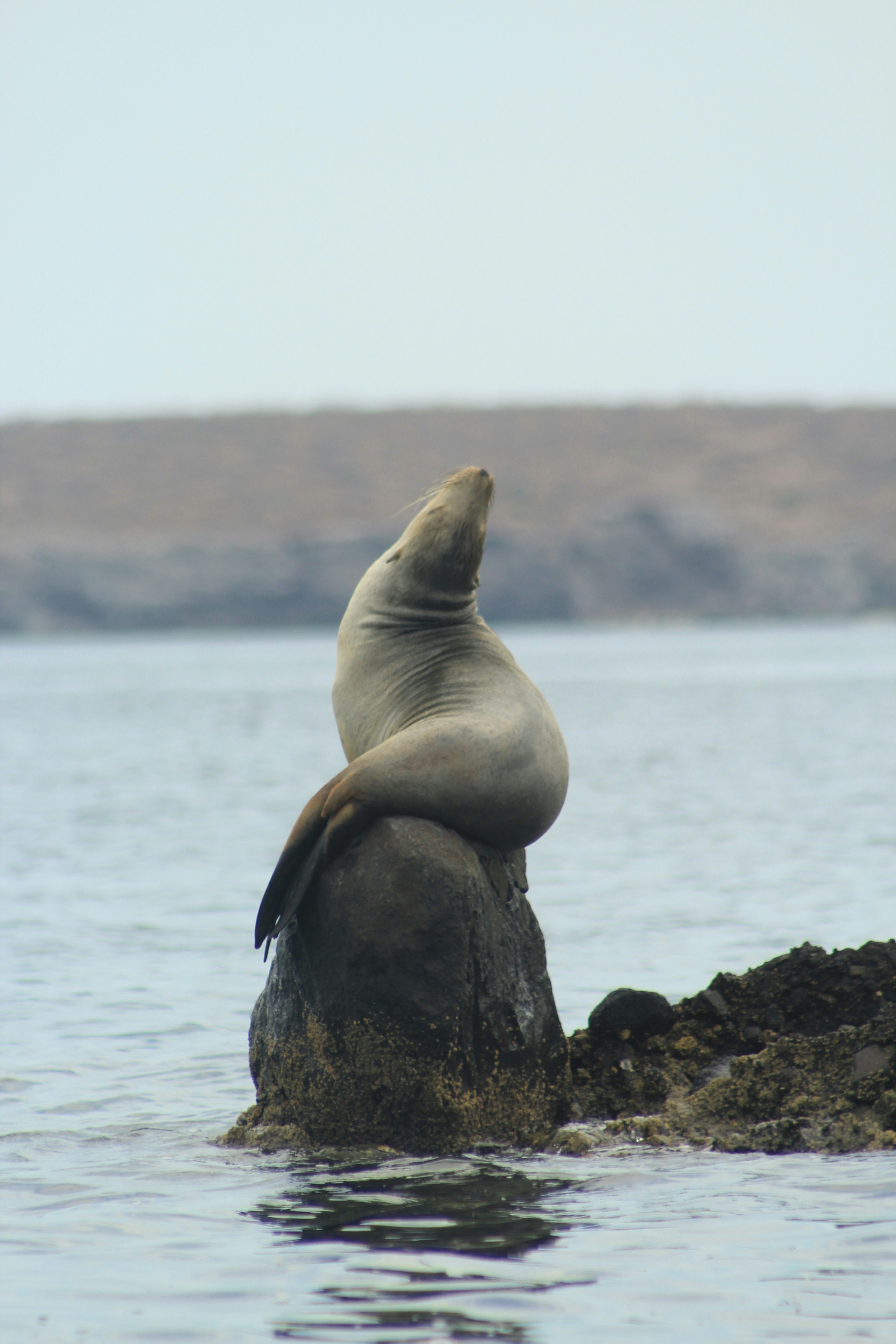 Sea lion on rock near body of water during daytime photo – Free Grey ...