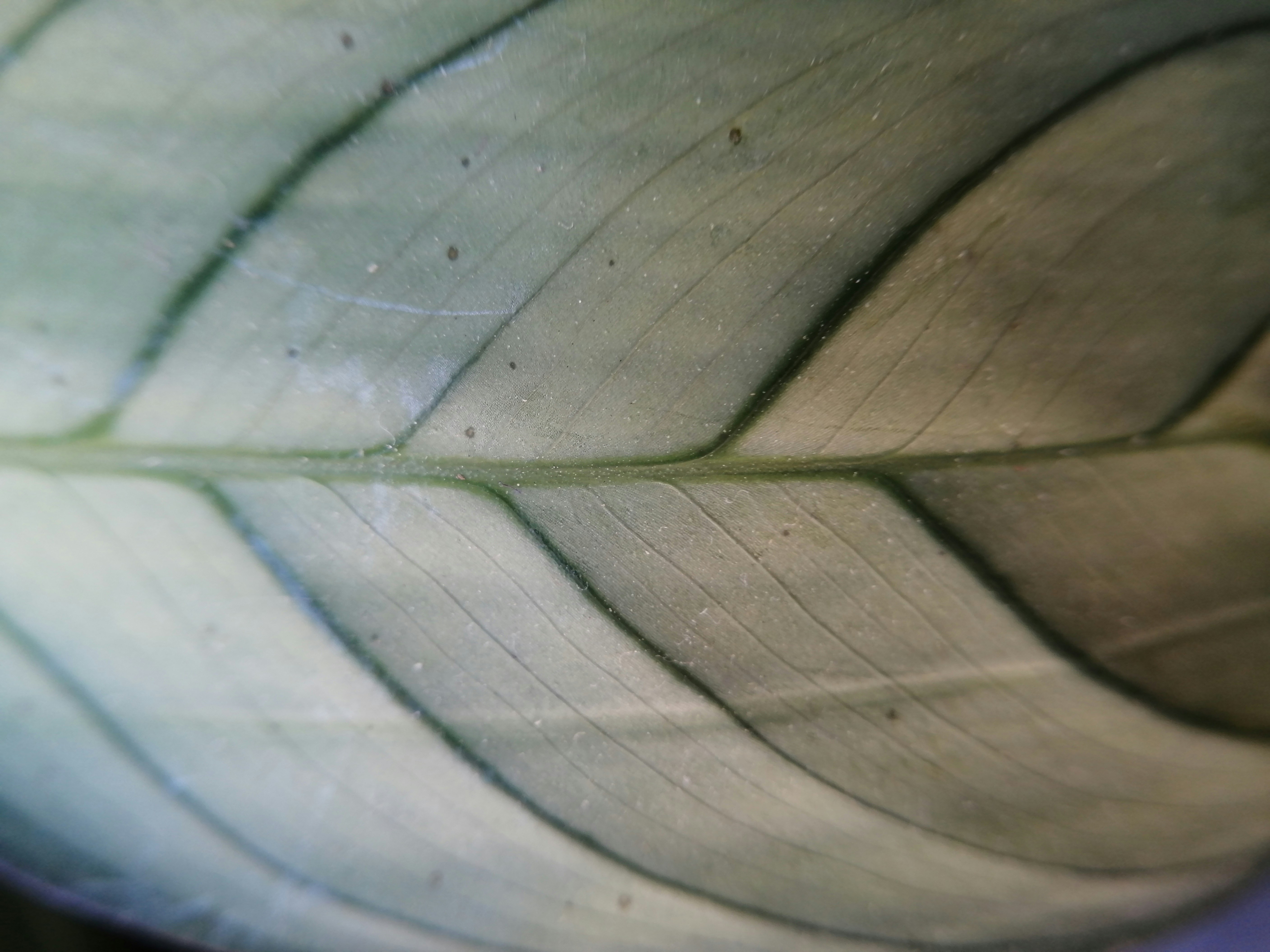 green leaf in close up photography