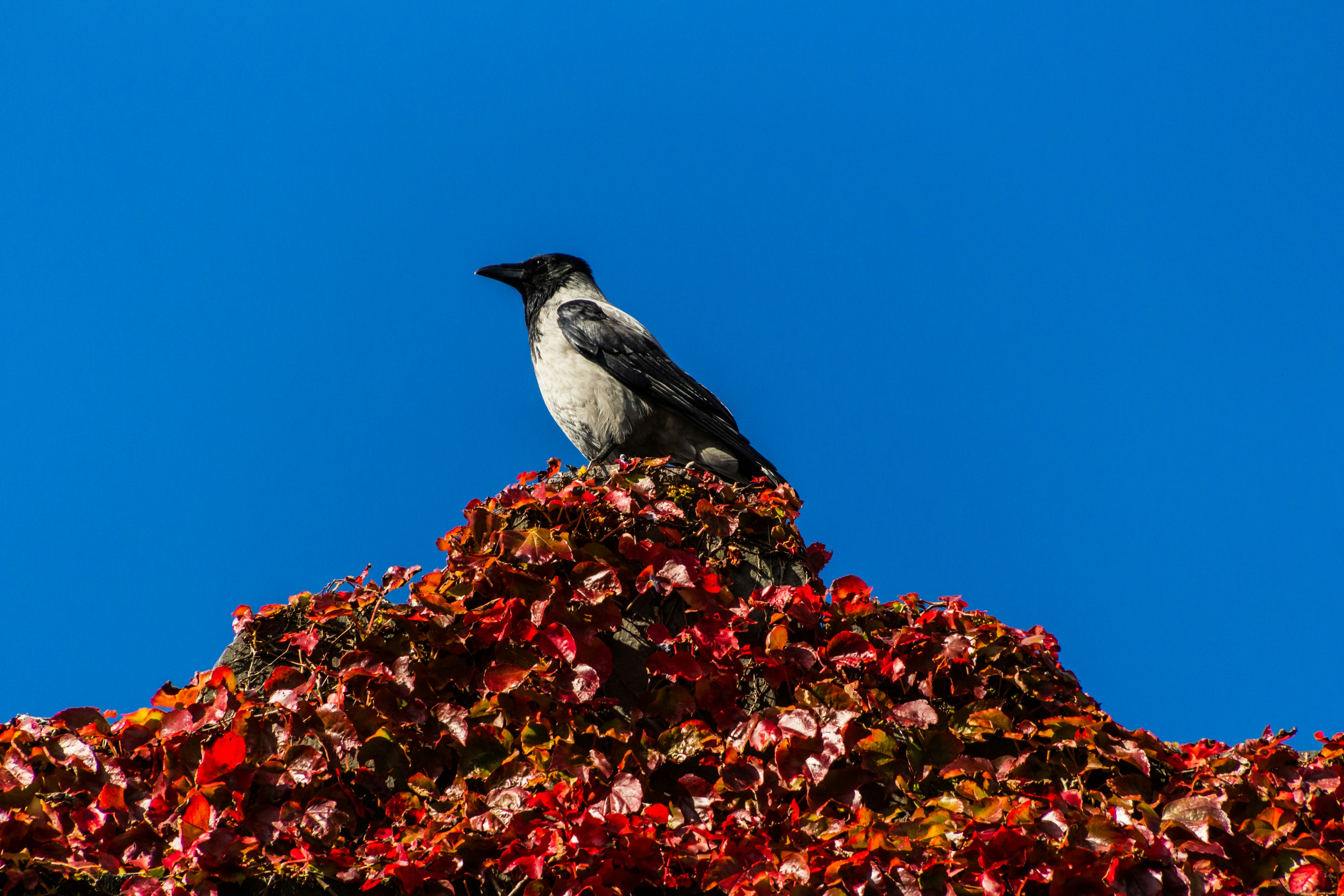 Crimson Crest: Crow on Autumn’s Crown Beneath a Cobalt Sky