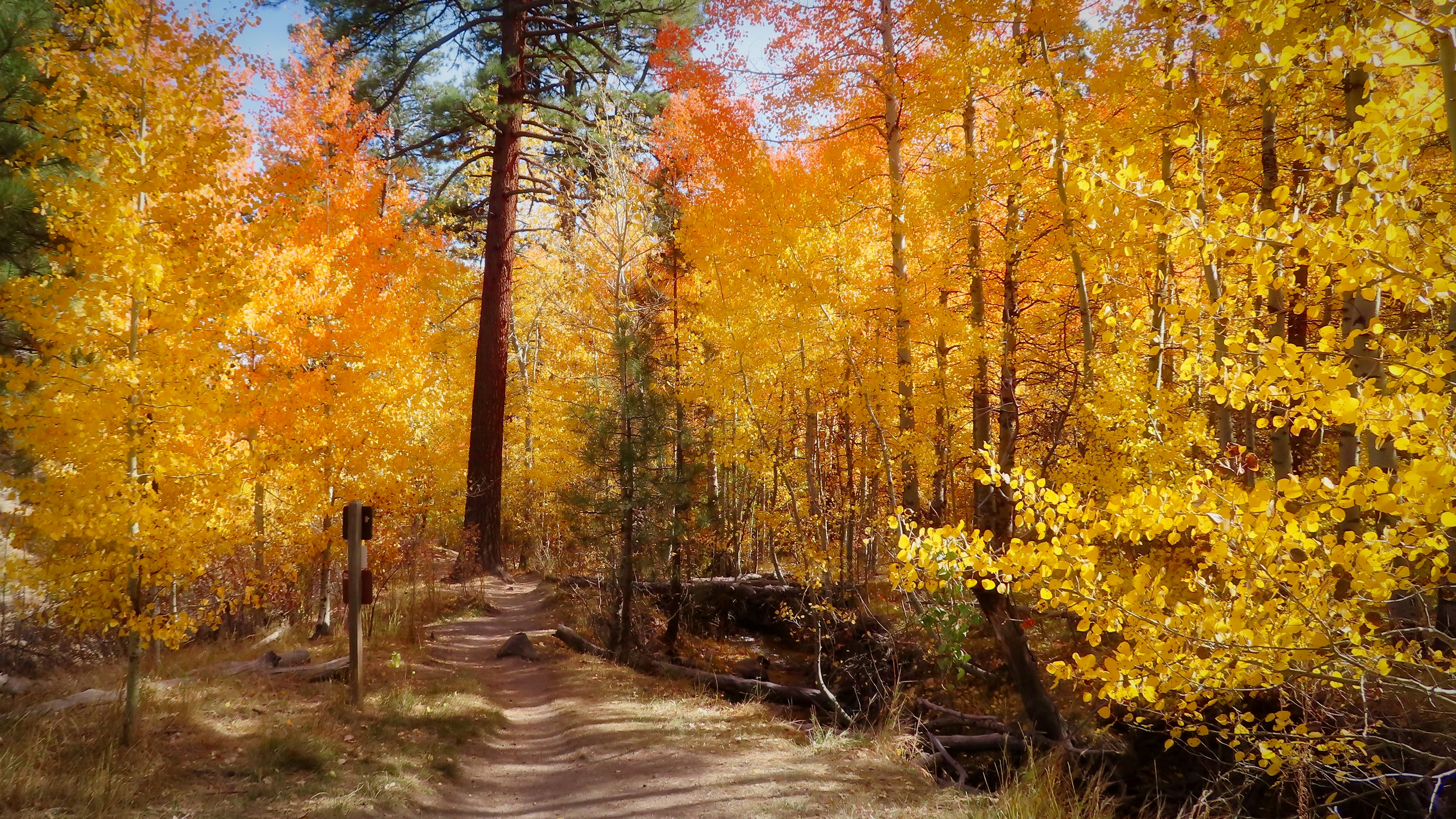 brown and yellow trees beside river during daytime