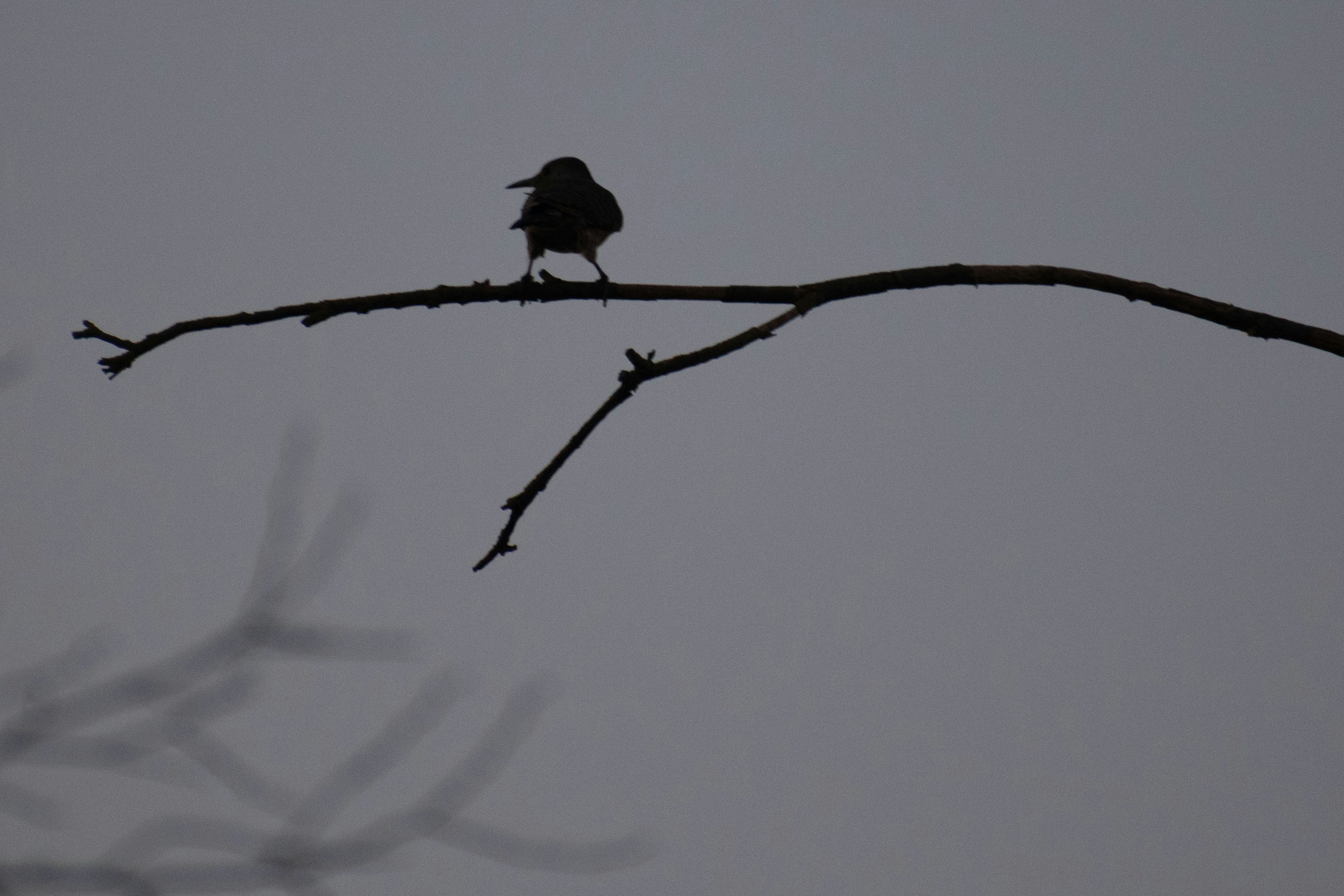 A solitary bird perched on a bare branch against a muted gray sky, embodying stillness and solitude.