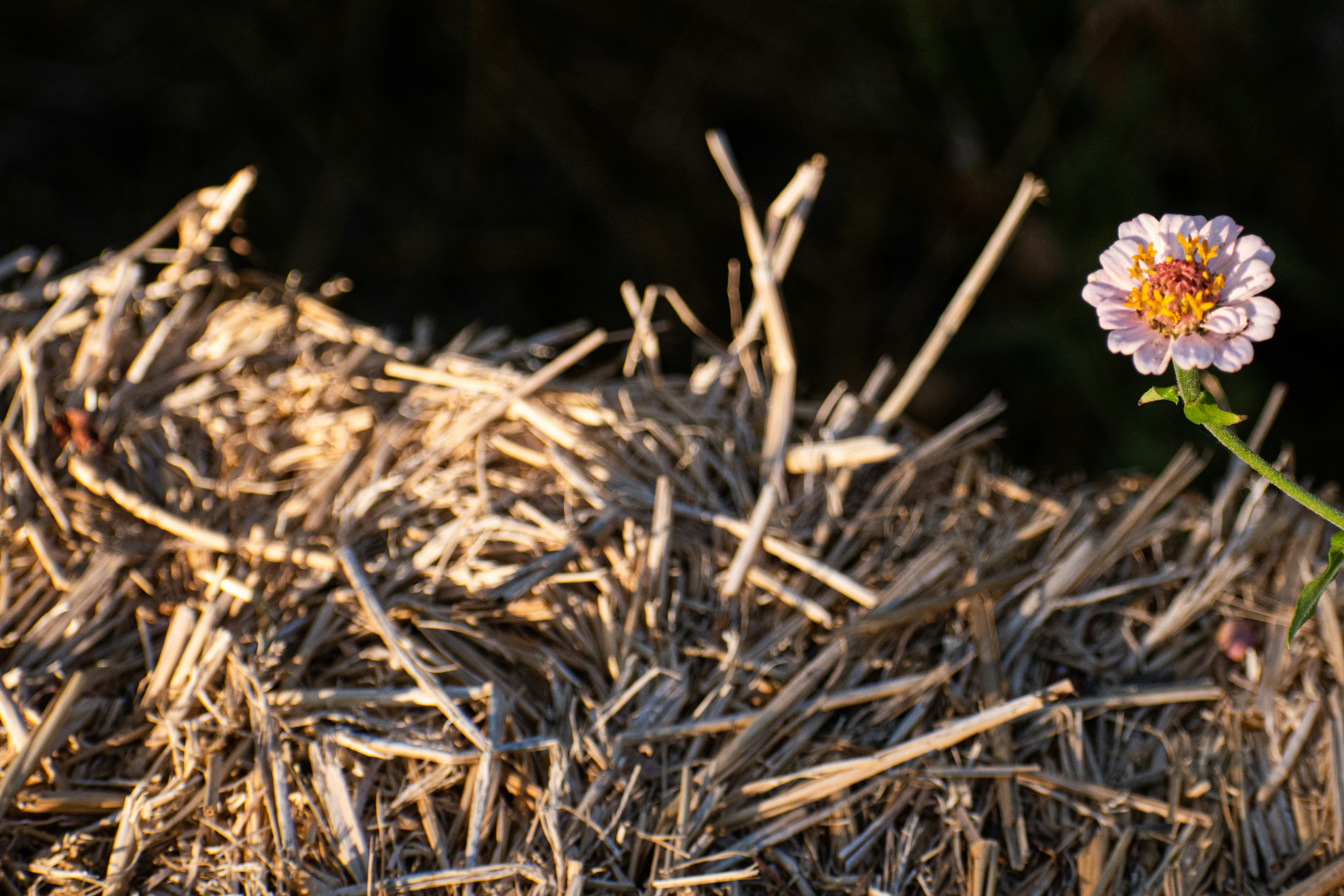 A pink flower sitting on top of a pile of hay photo – Free Flower Image ...
