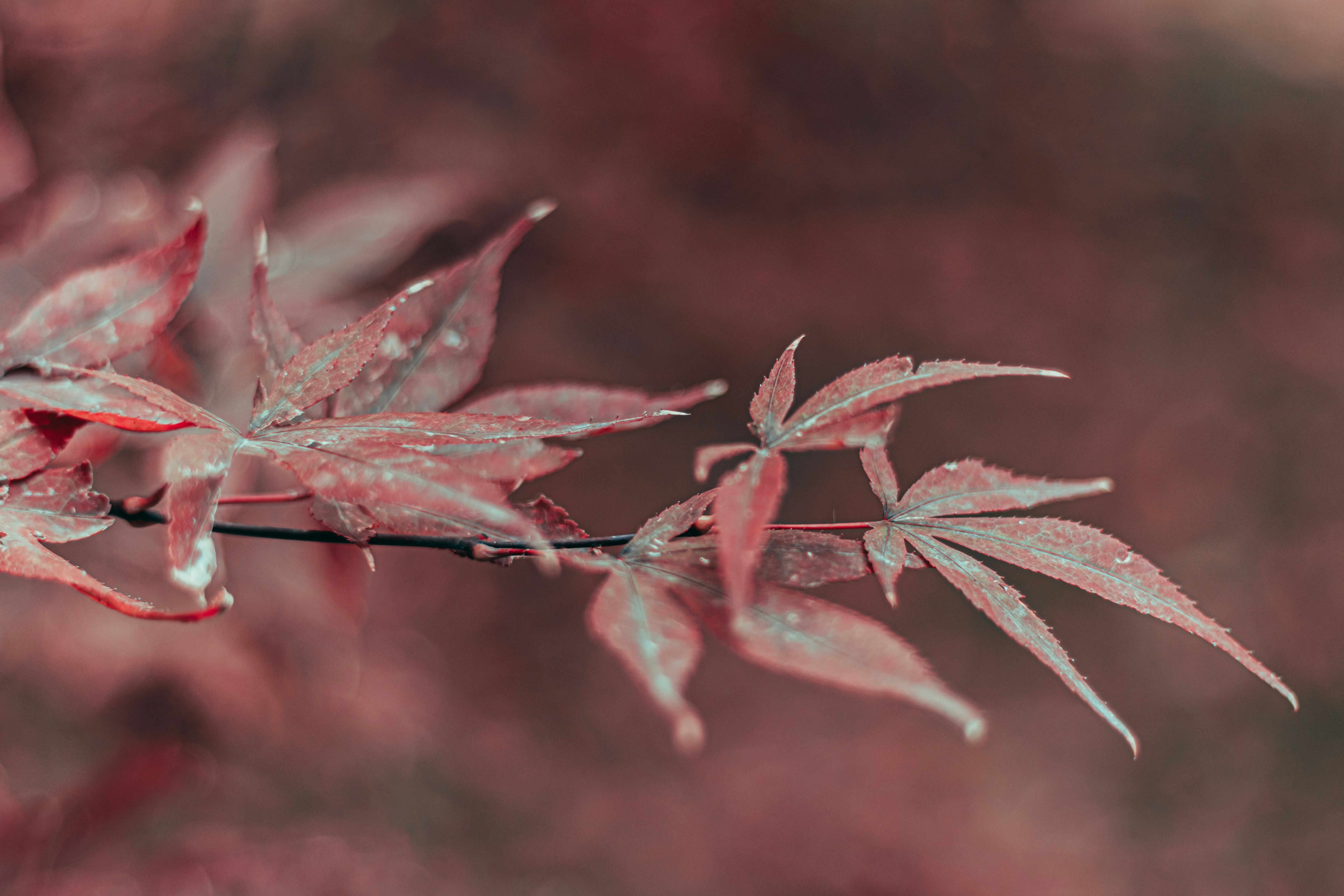 Whispers of Autumn: Dew-Kissed Leaves