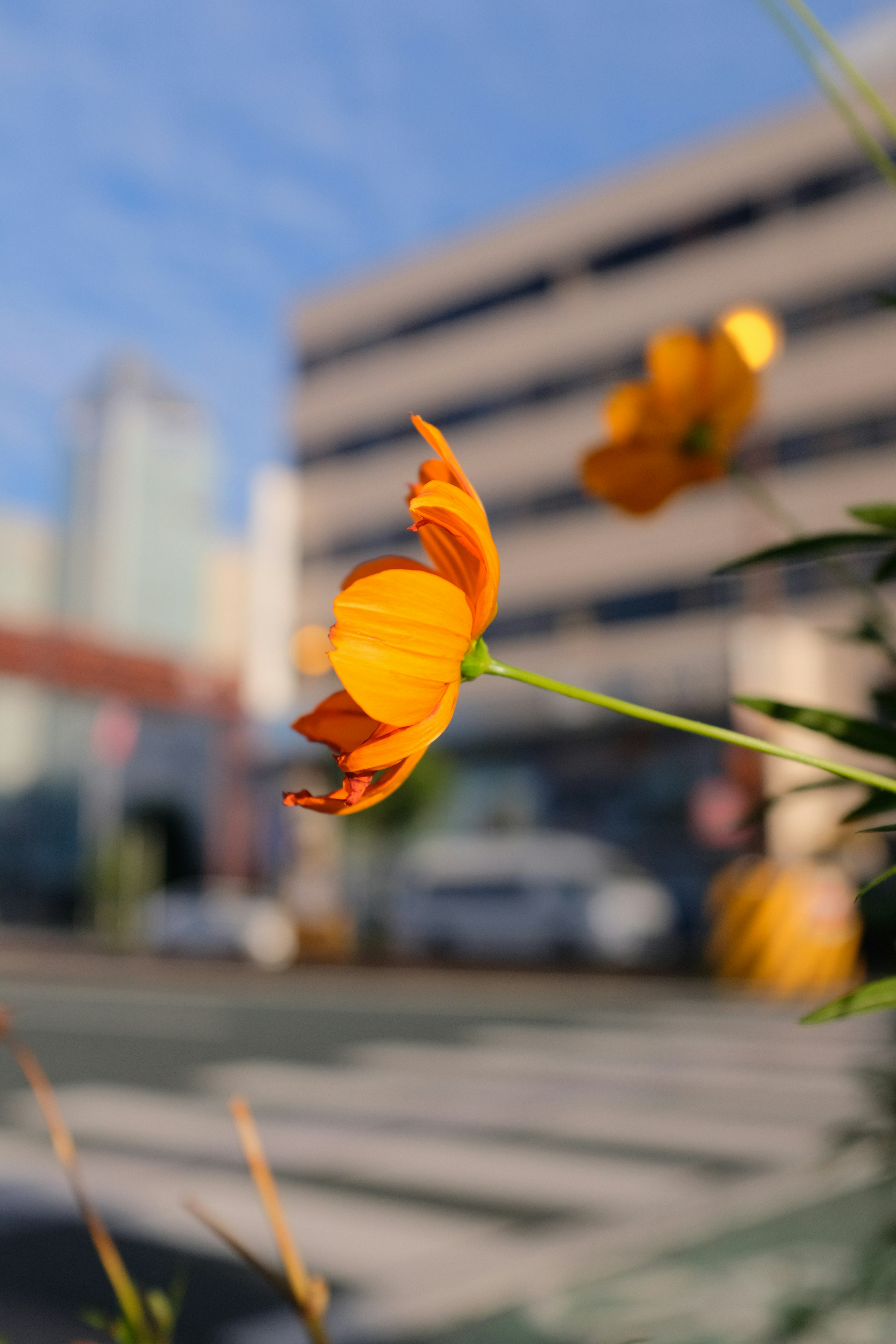 yellow flower in tilt shift lens