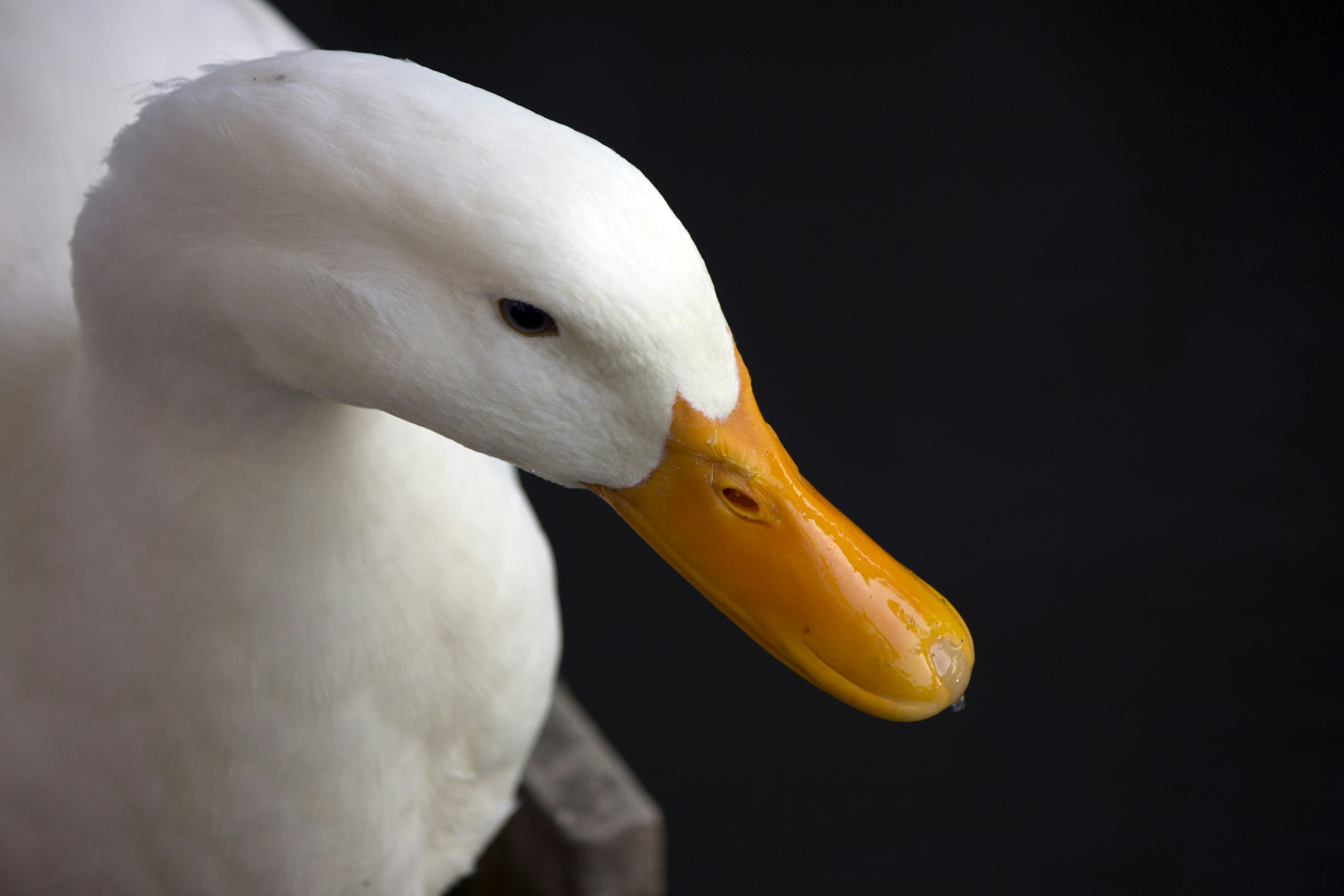 Duck Without Beak