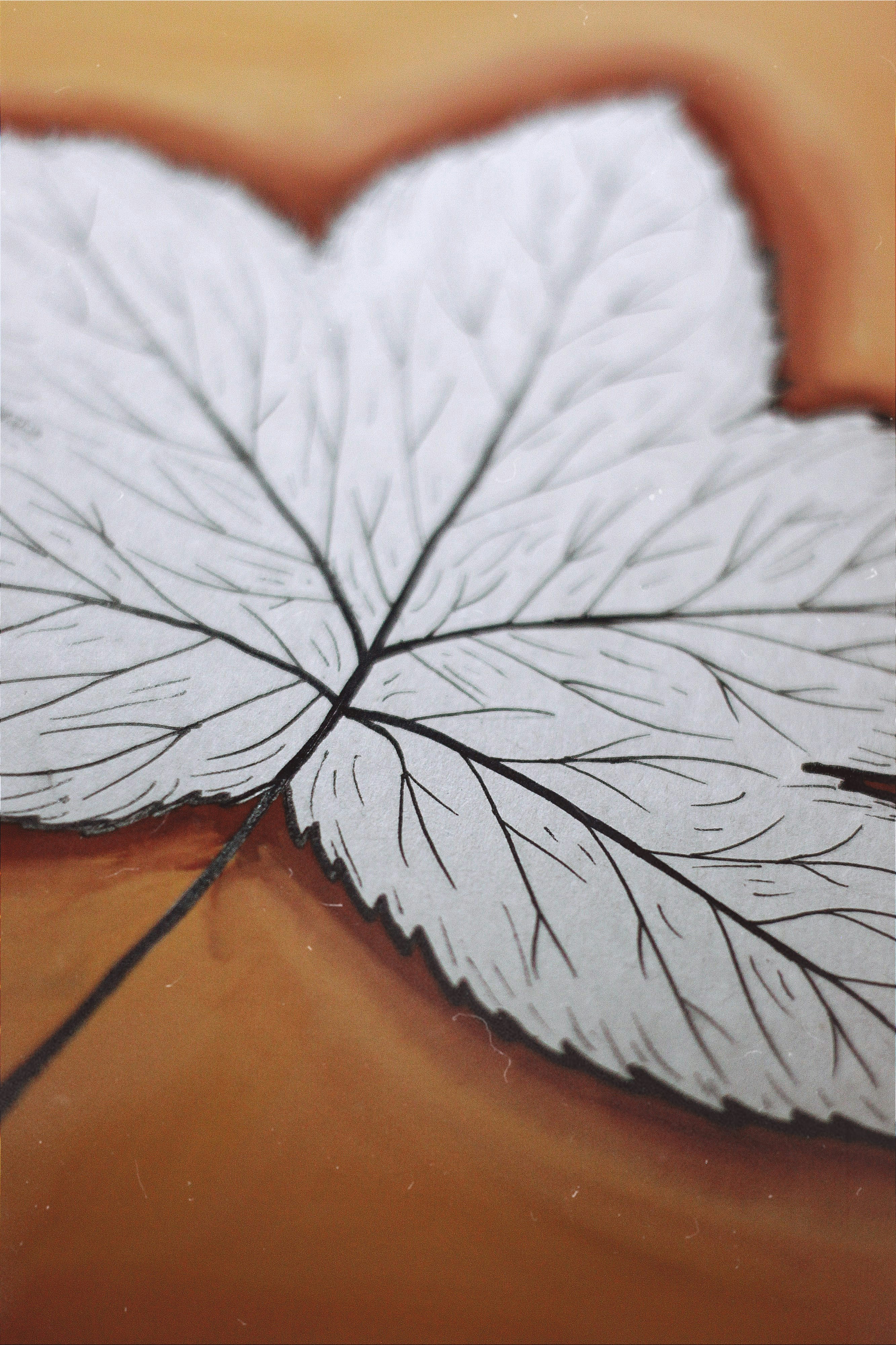 Leaf Drawing Pictures | Download Free Images on Unsplash