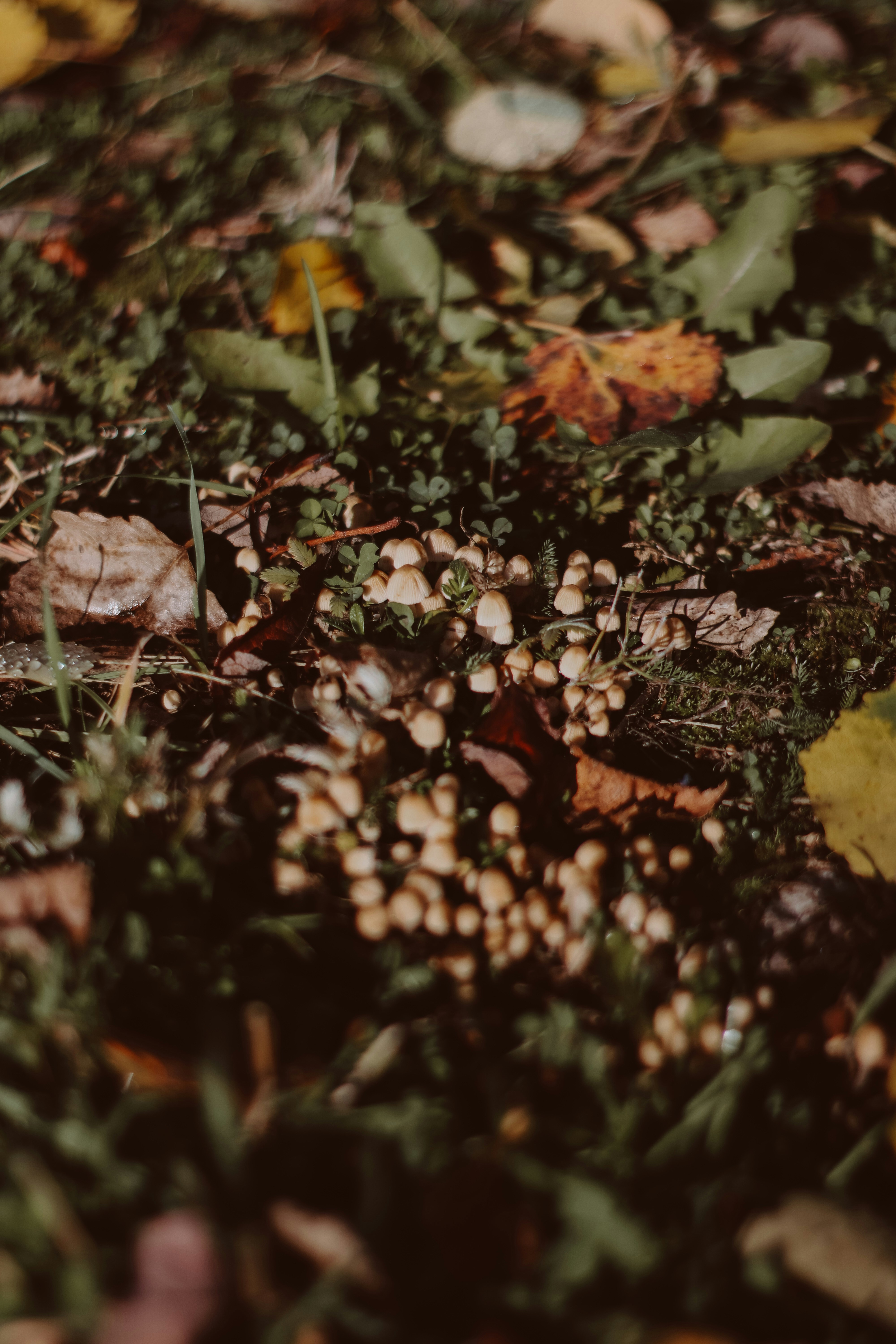Cluster of small mushrooms surrounded by fallen leaves and grass, showcasing the delicate beauty of nature's undergrowth.