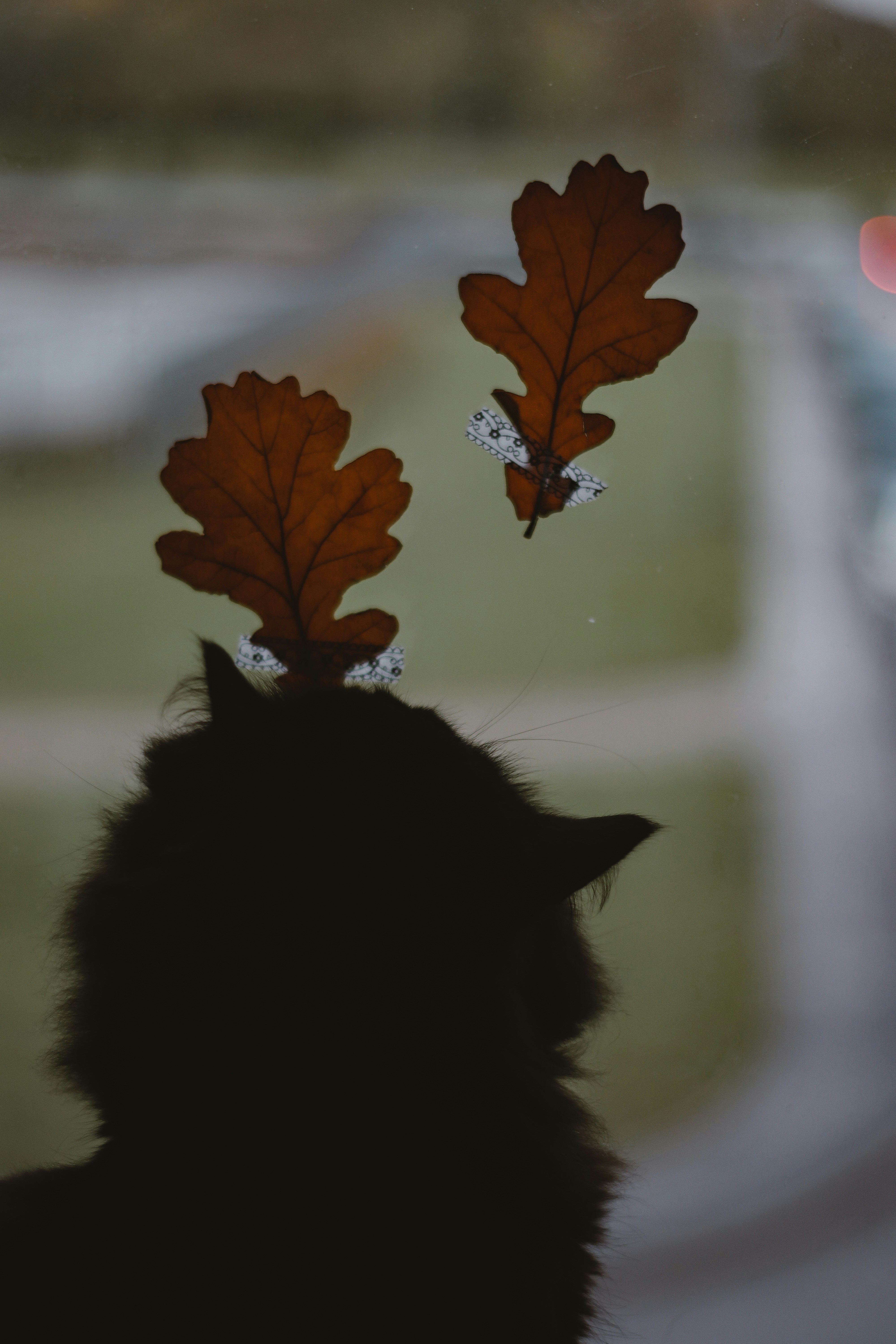 Autumn Leaves on Glass: A Cat's Shadow and Lace Moths
