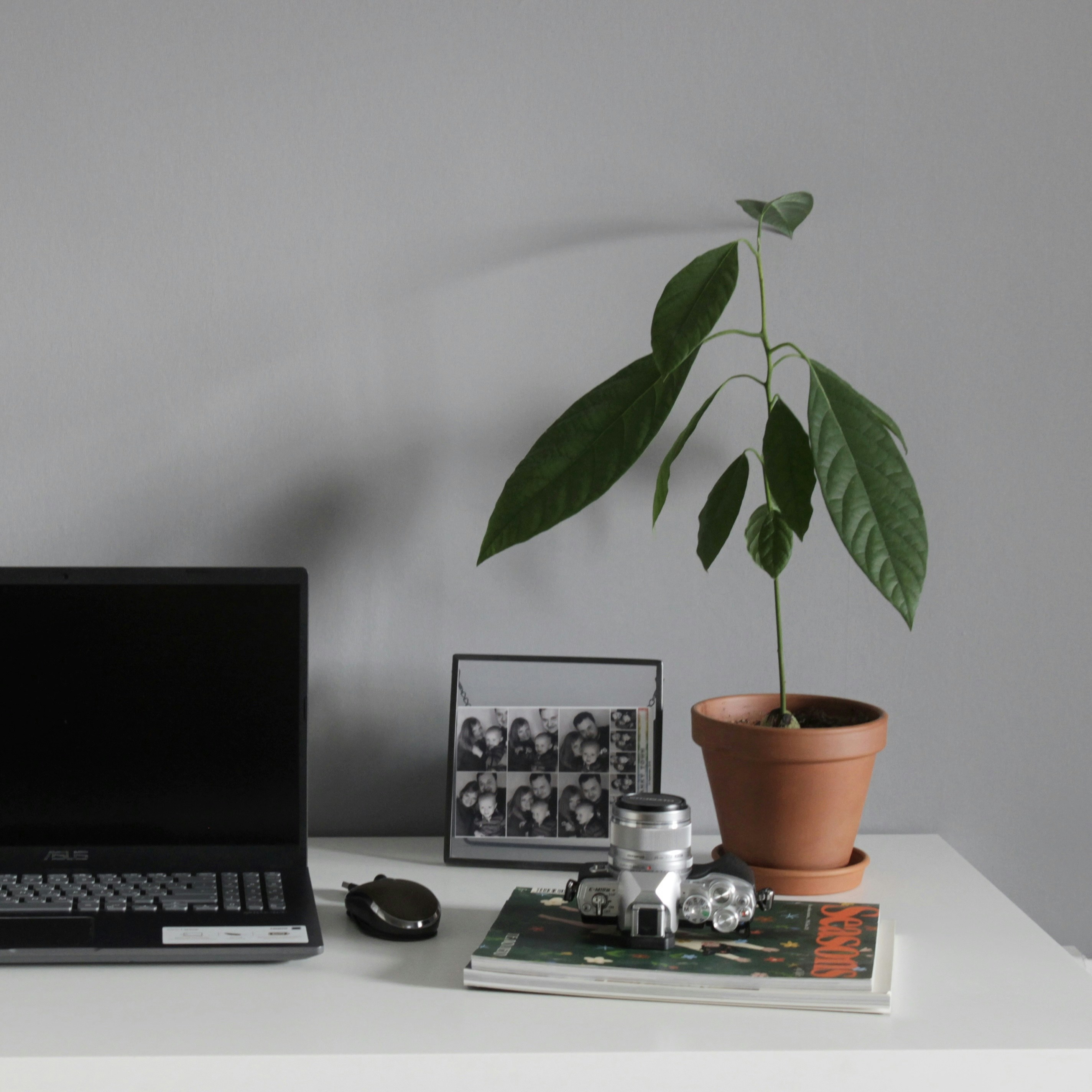 Black and silver laptop computer beside green plant photo – Free Flower ...